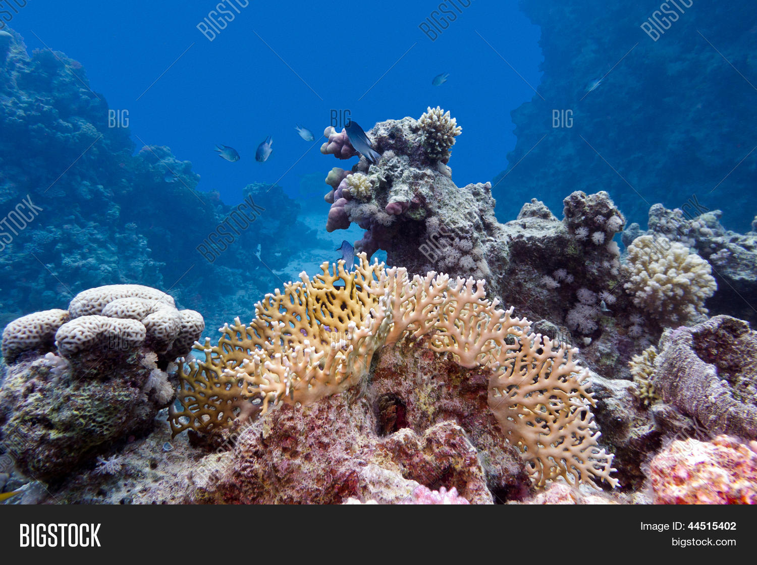 Imagen y foto Coral Reef Con Duro (prueba gratis) | Bigstock