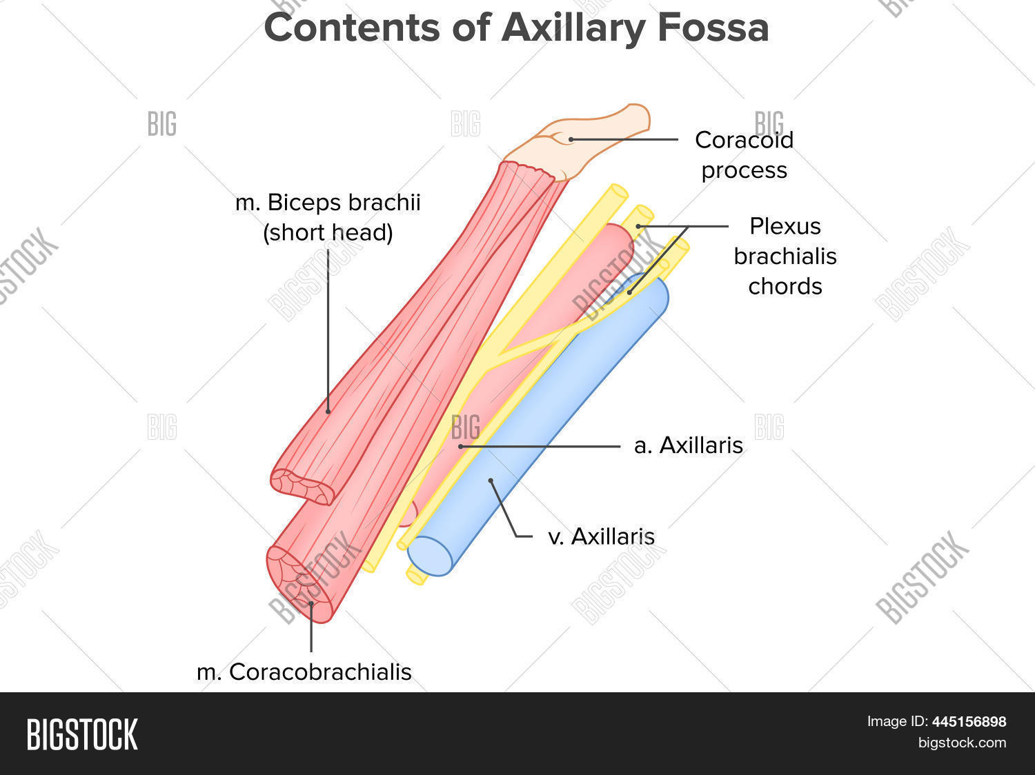 Contents Axillary Image & Photo (Free Trial) | Bigstock