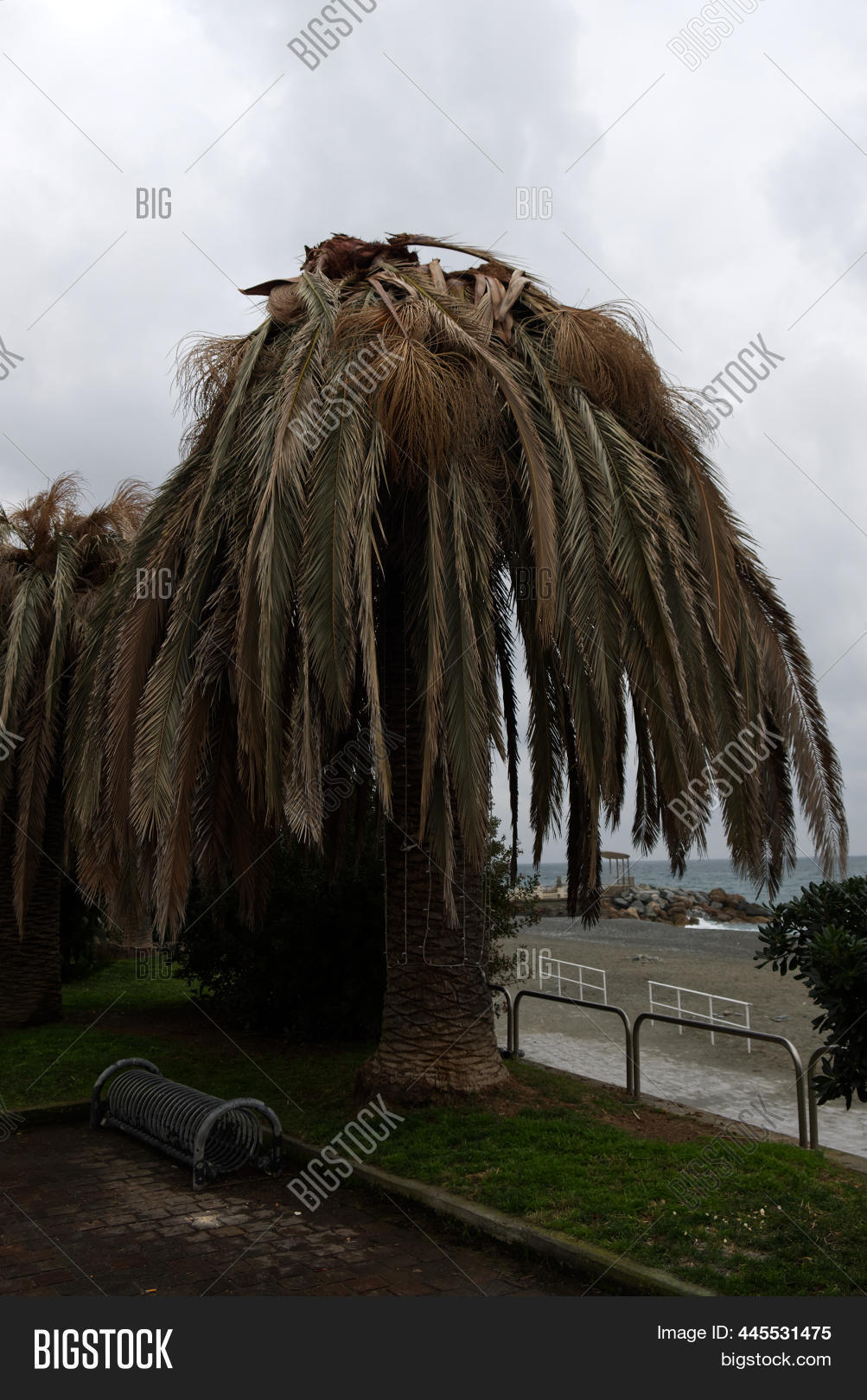 Dead Palms By Attack Image & Photo (Free Trial) | Bigstock