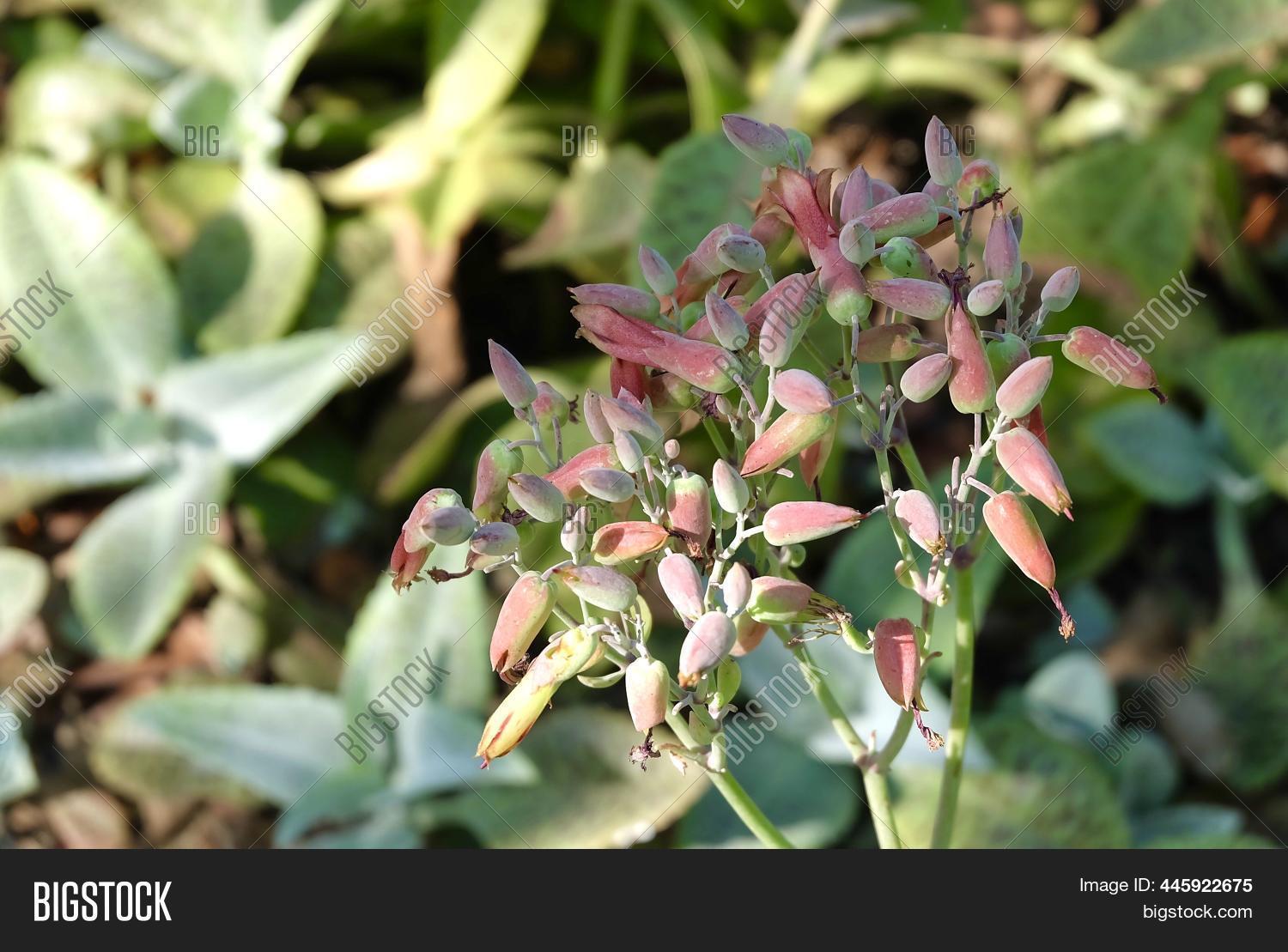 Kalanchoe Humilis Image & Photo (Free Trial) | Bigstock