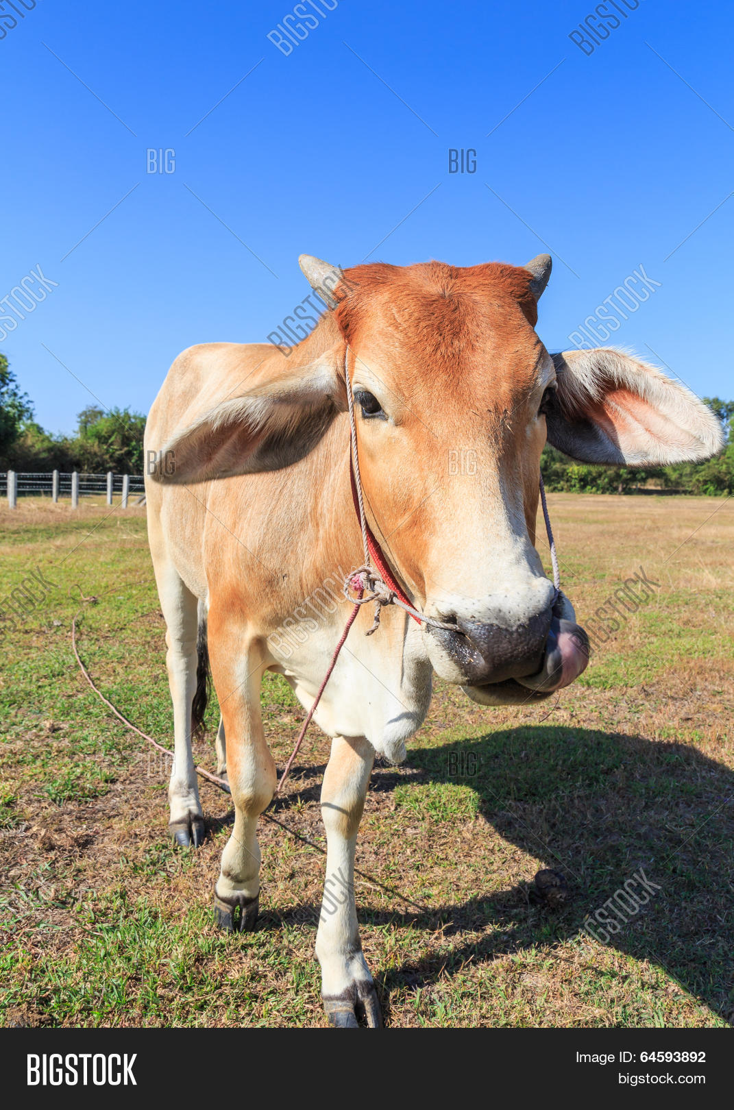 Thai Cow Field Blue Image & Photo (Free Trial) | Bigstock