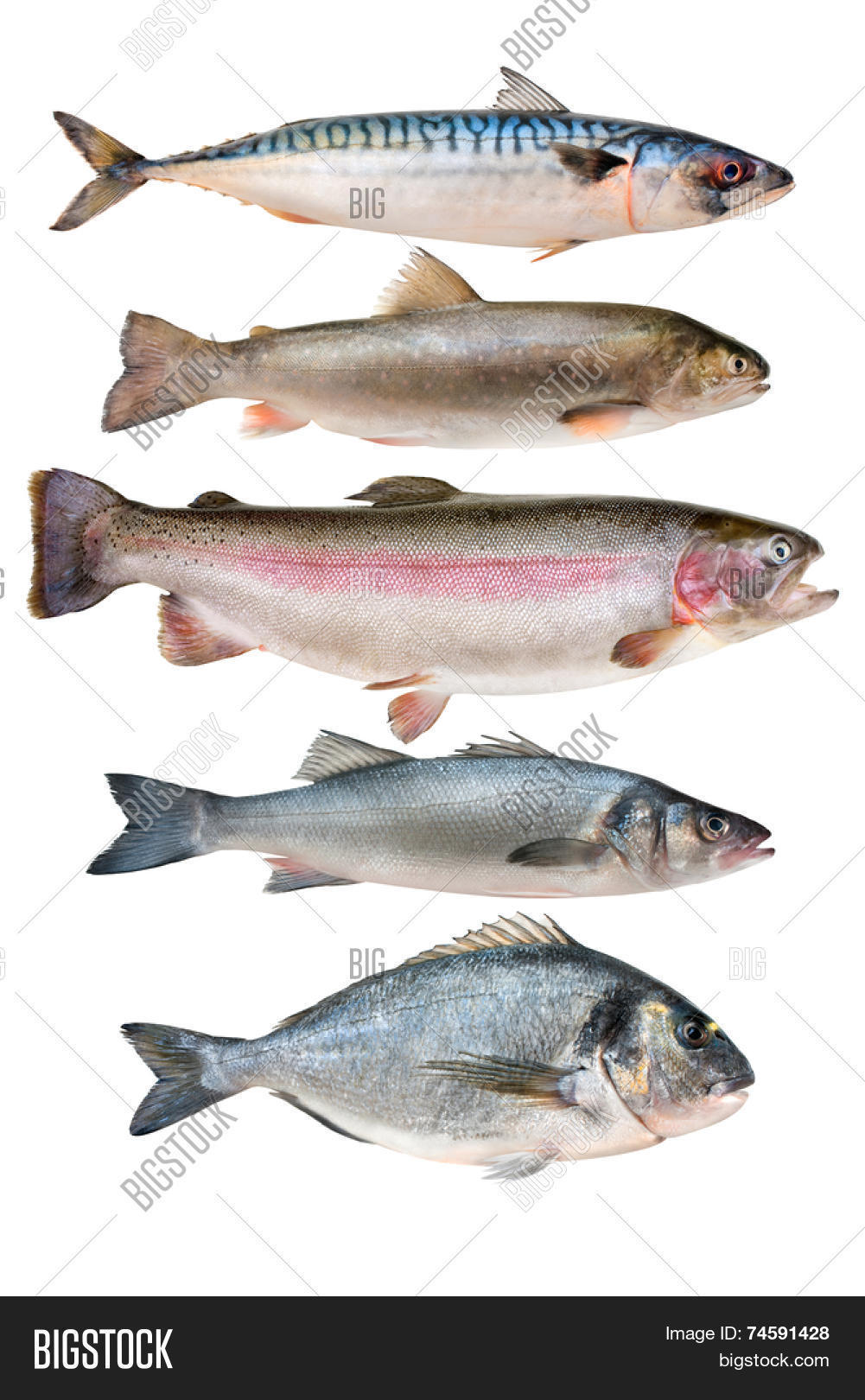 Fish Collection Image & Photo (Free Trial) | Bigstock