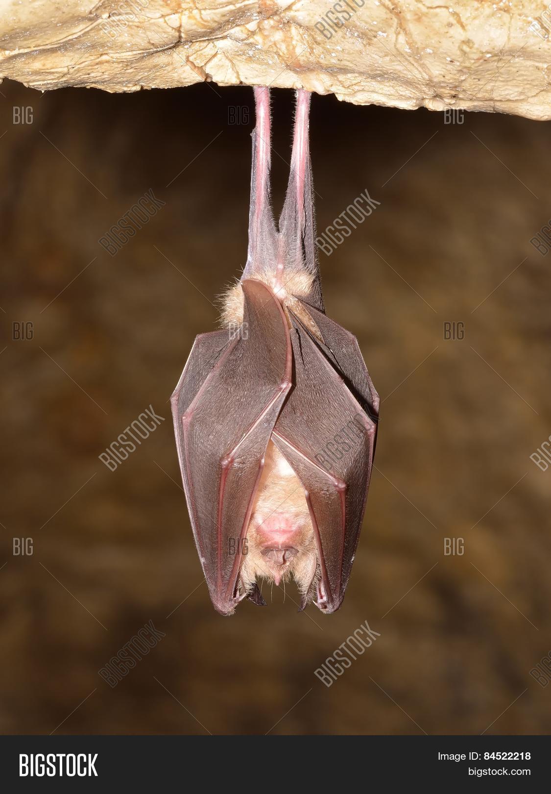 Greater Horseshoe Bat Image & Photo (Free Trial) | Bigstock