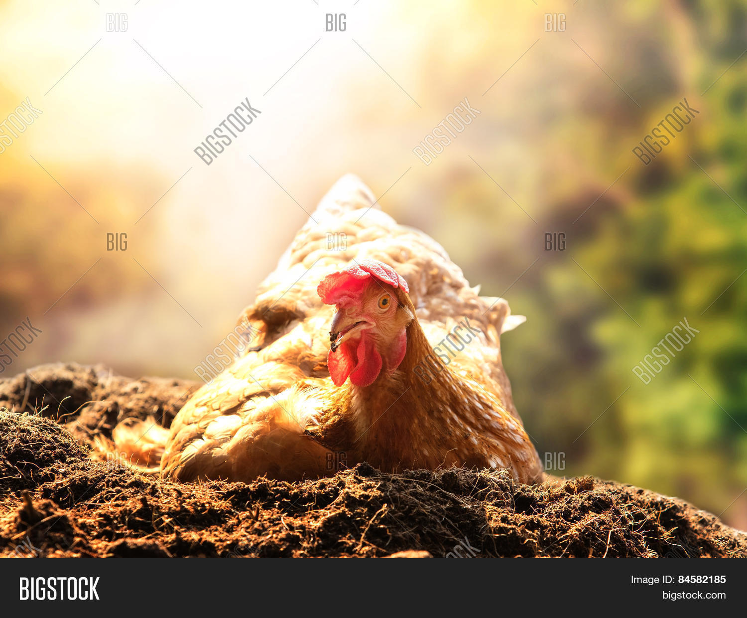 Relaxing Chicken Hen Image & Photo (Free Trial) | Bigstock