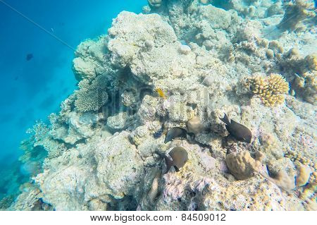 Exotic Marine Life Image & Photo (Free Trial) | Bigstock