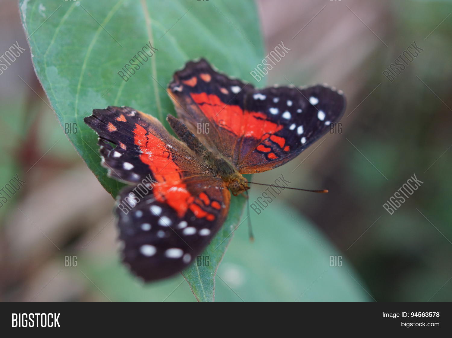 Vibrant Butterfly Image & Photo (Free Trial) | Bigstock