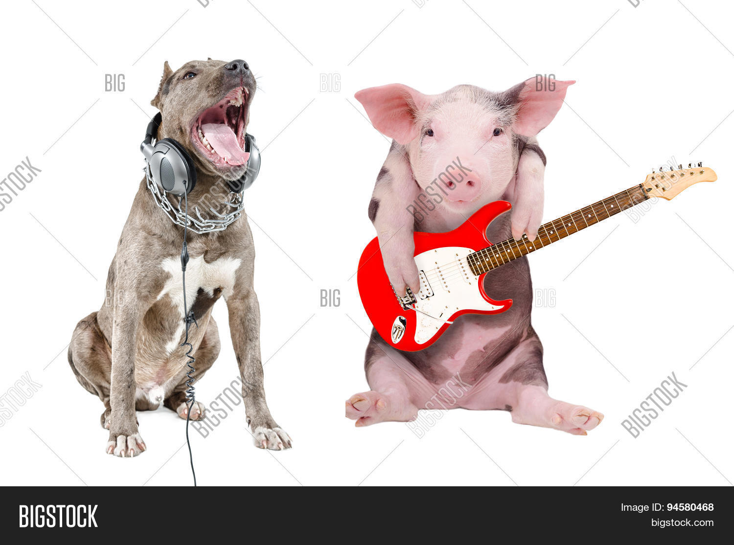 Singing Pit Bull Image & Photo (Free Trial) | Bigstock