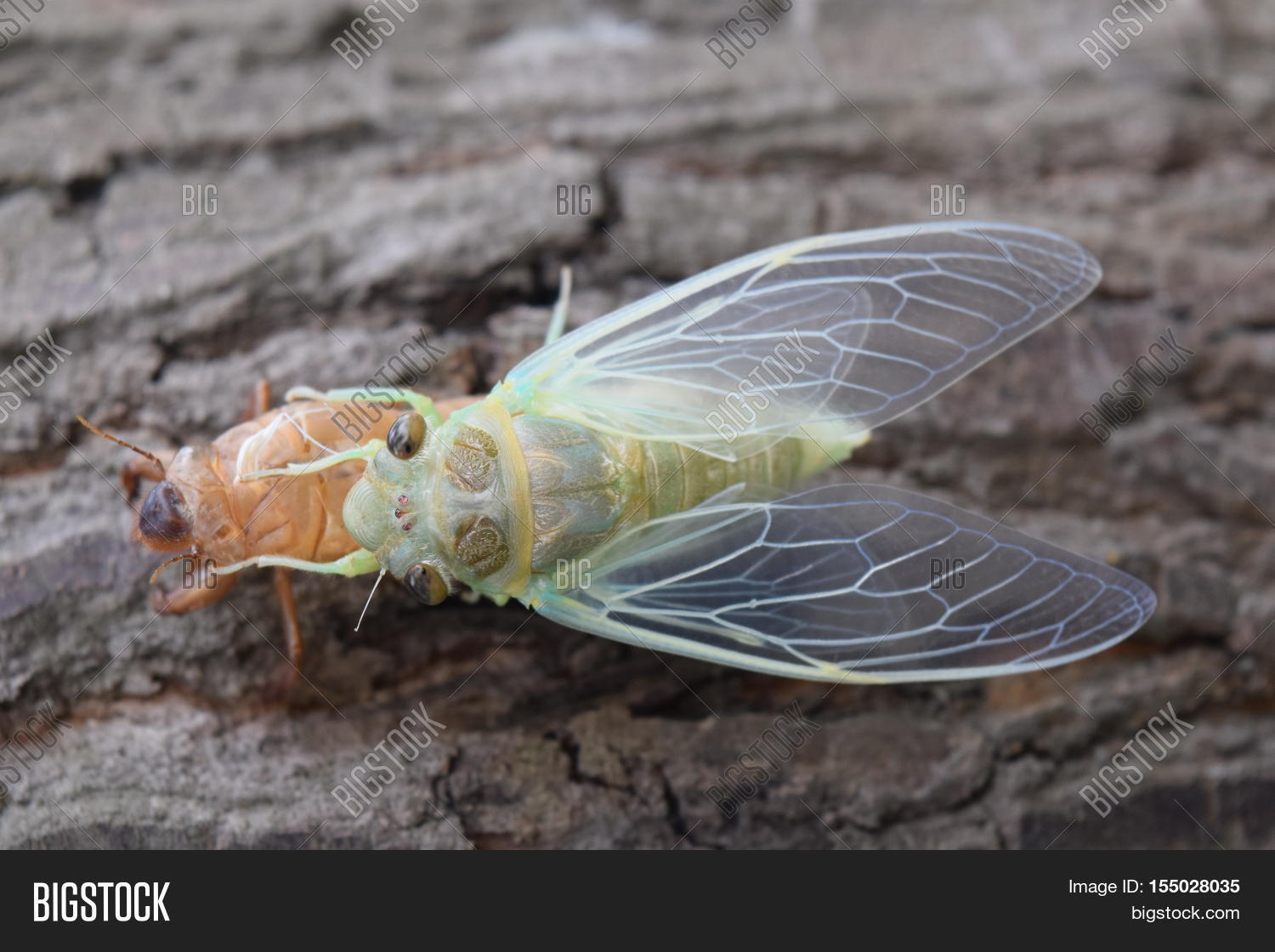 Insect Molting Cicada Image & Photo (Free Trial) | Bigstock