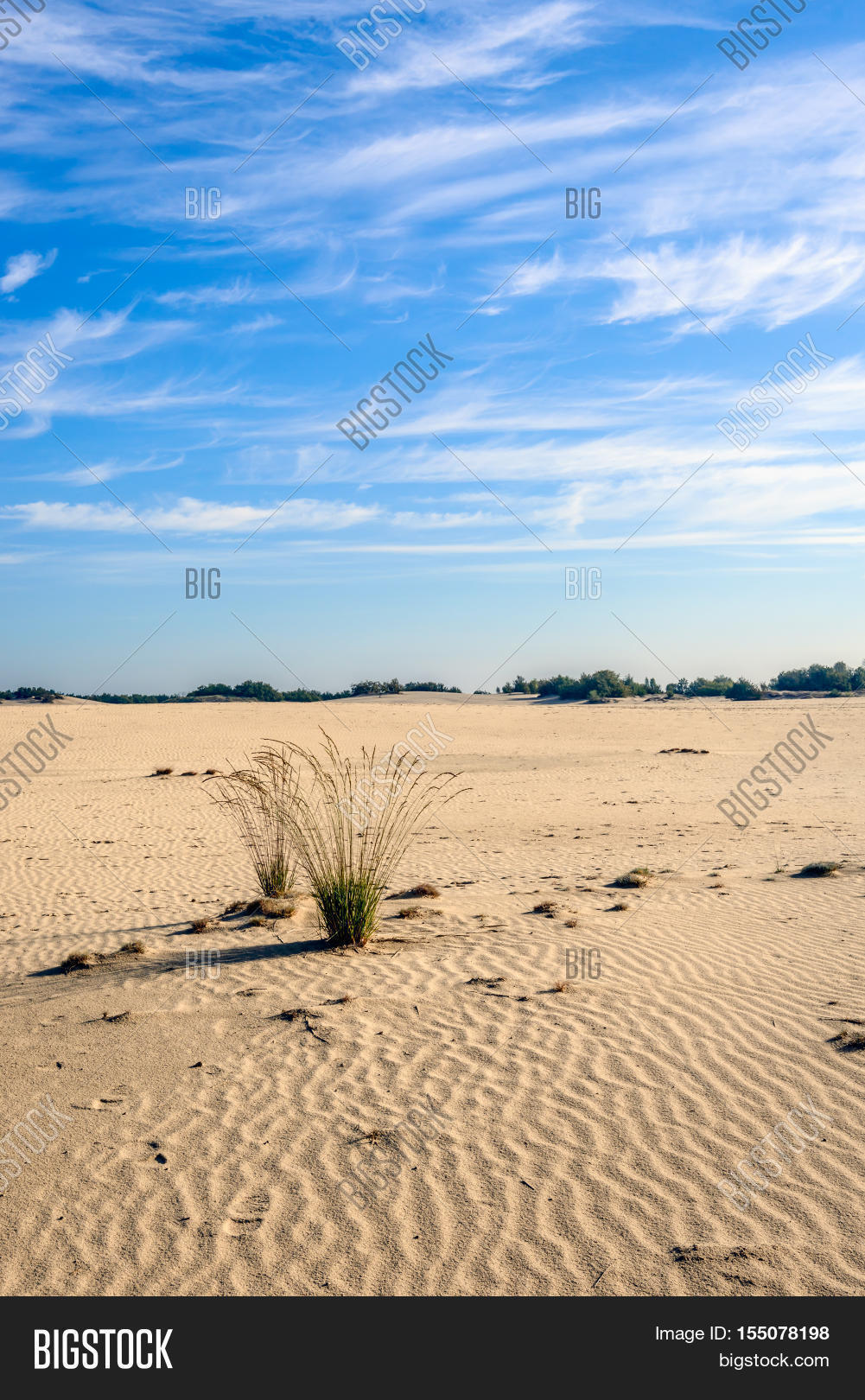 Two Tufts Grass Image & Photo (Free Trial) | Bigstock