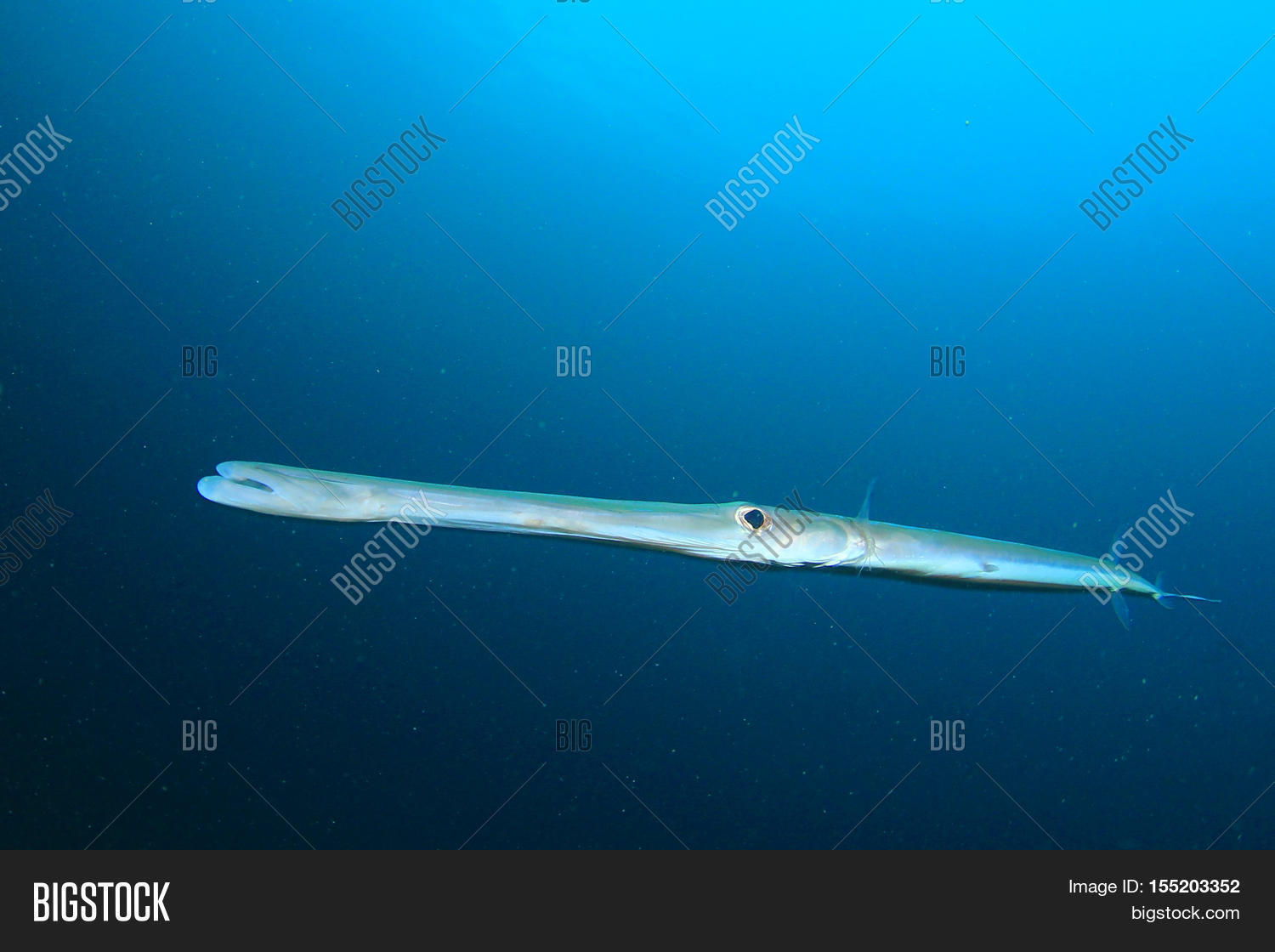 Trumpet Fish