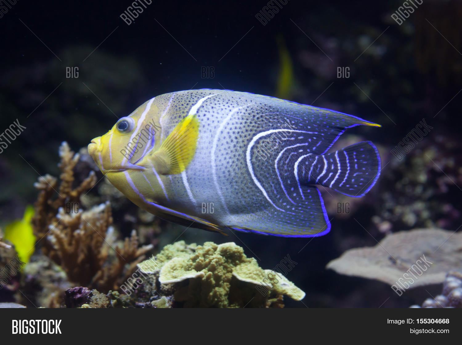 Semicircle Angelfish ( Image & Photo (Free Trial) | Bigstock