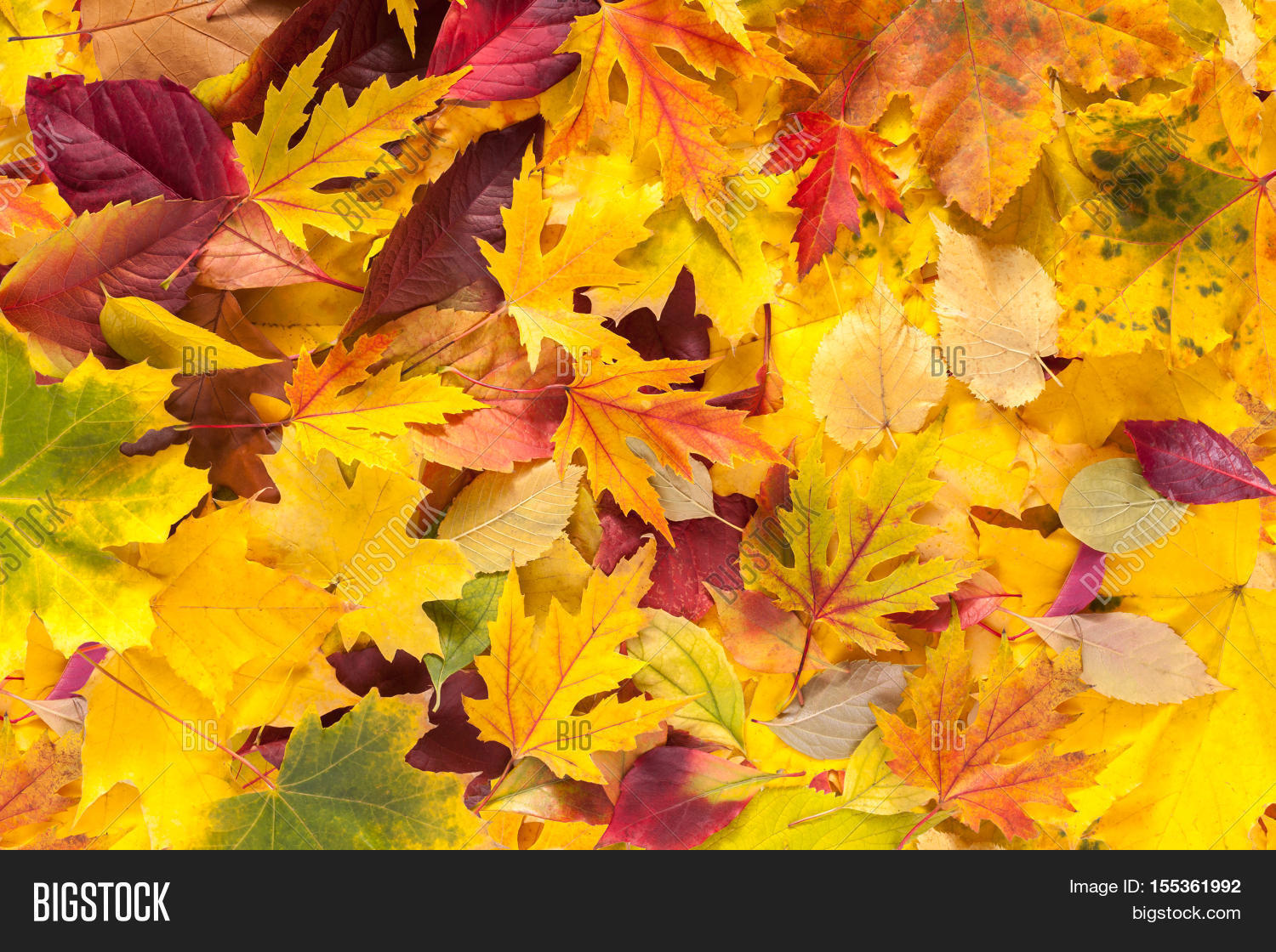 Autumn Maple, Ash-tree Image & Photo (Free Trial) | Bigstock