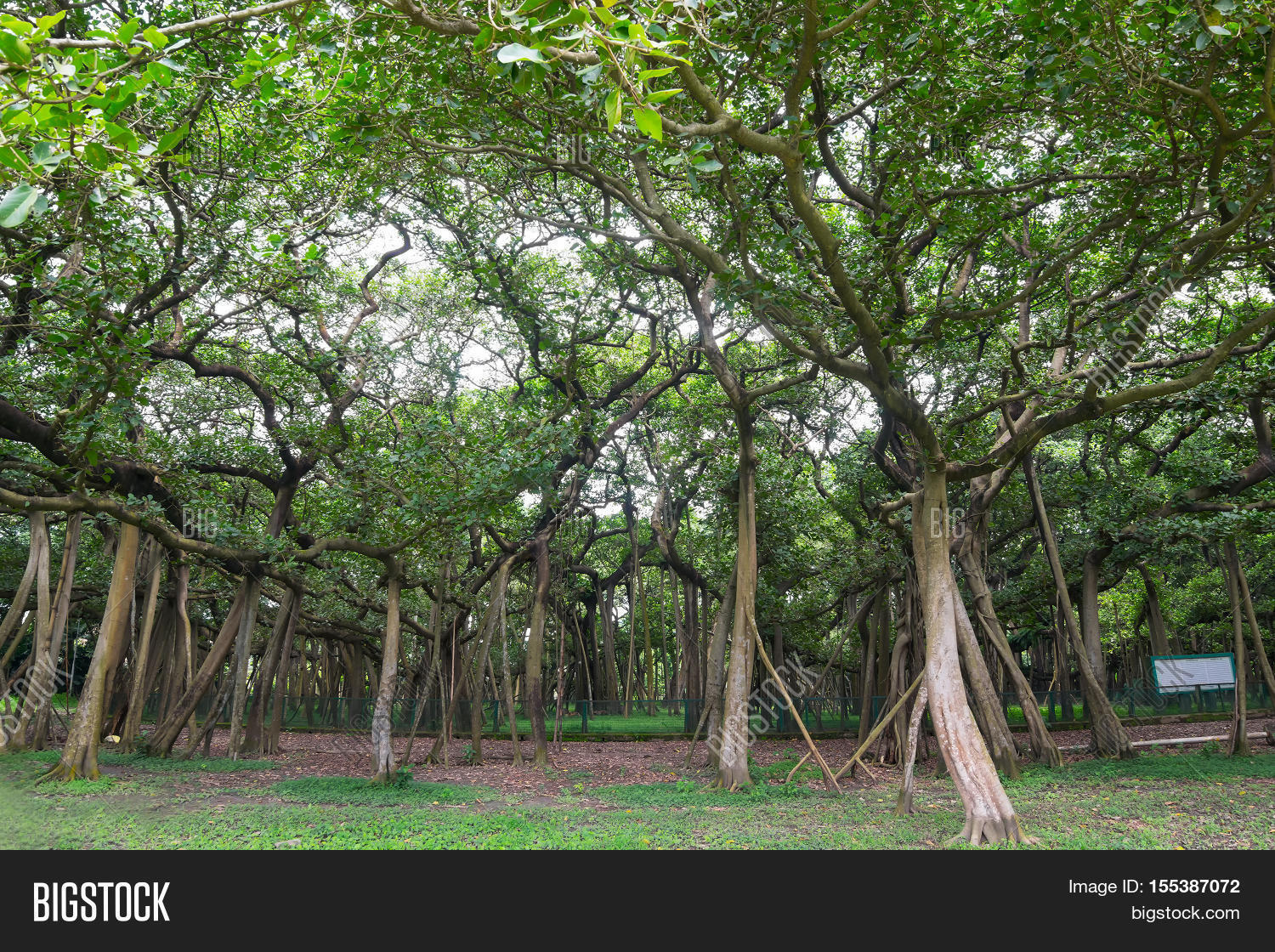 Great Banyan Banyan Image & Photo (Free Trial) | Bigstock