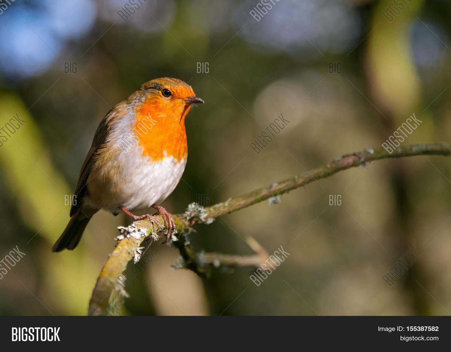 Robin Redbrest Bird Image & Photo (Free Trial) | Bigstock