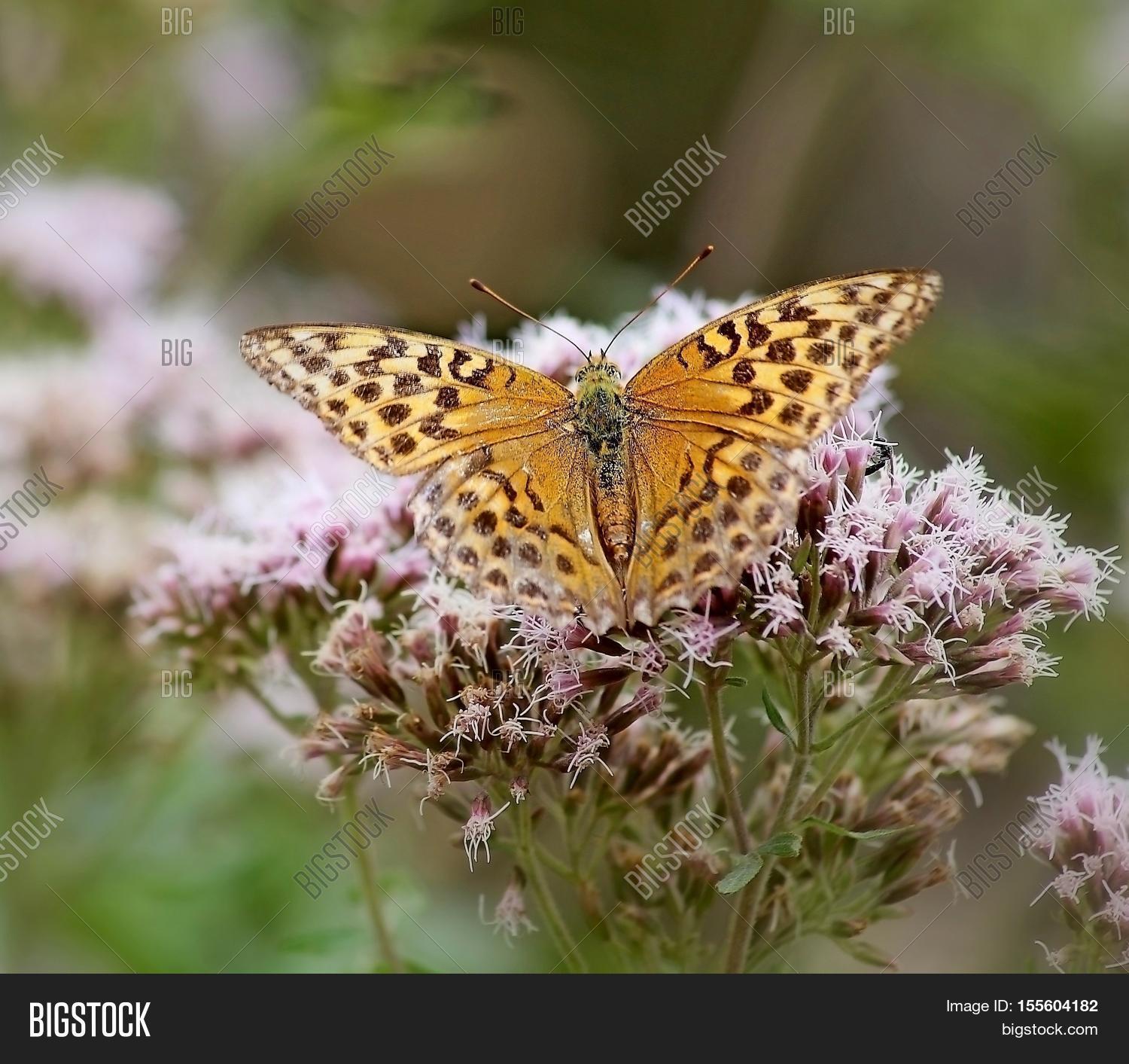 Papillon Marron Qui Image & Photo (Free Trial) | Bigstock