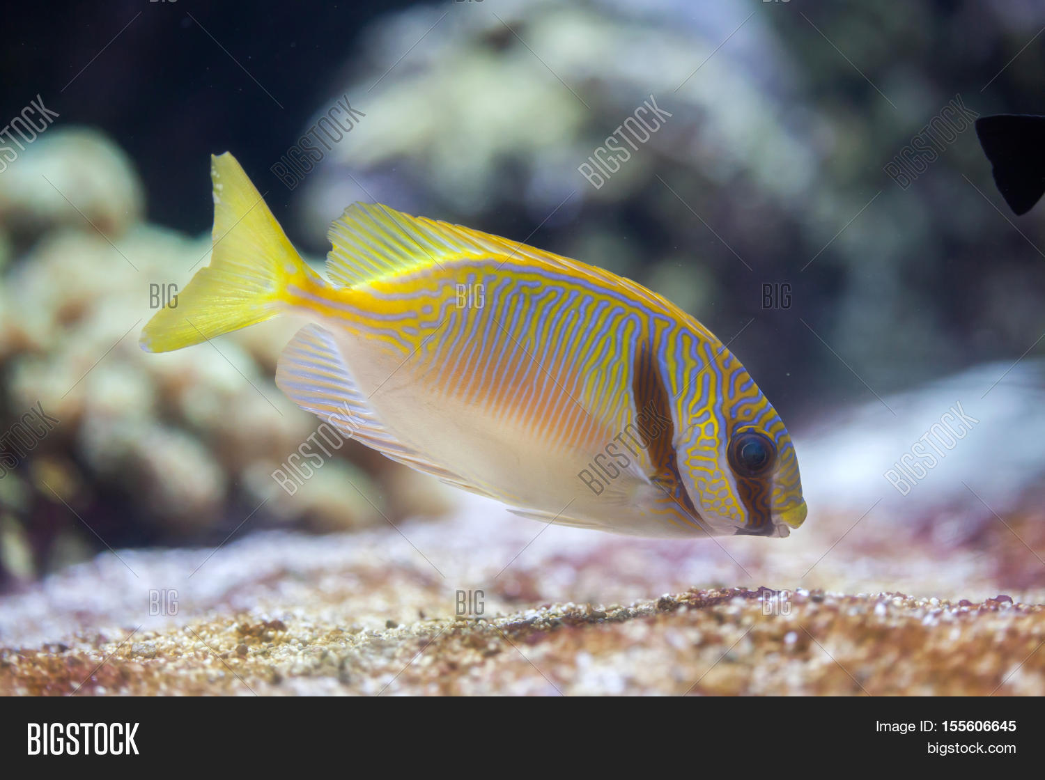 Scribbled Rabbitfish ( Image & Photo (Free Trial) | Bigstock