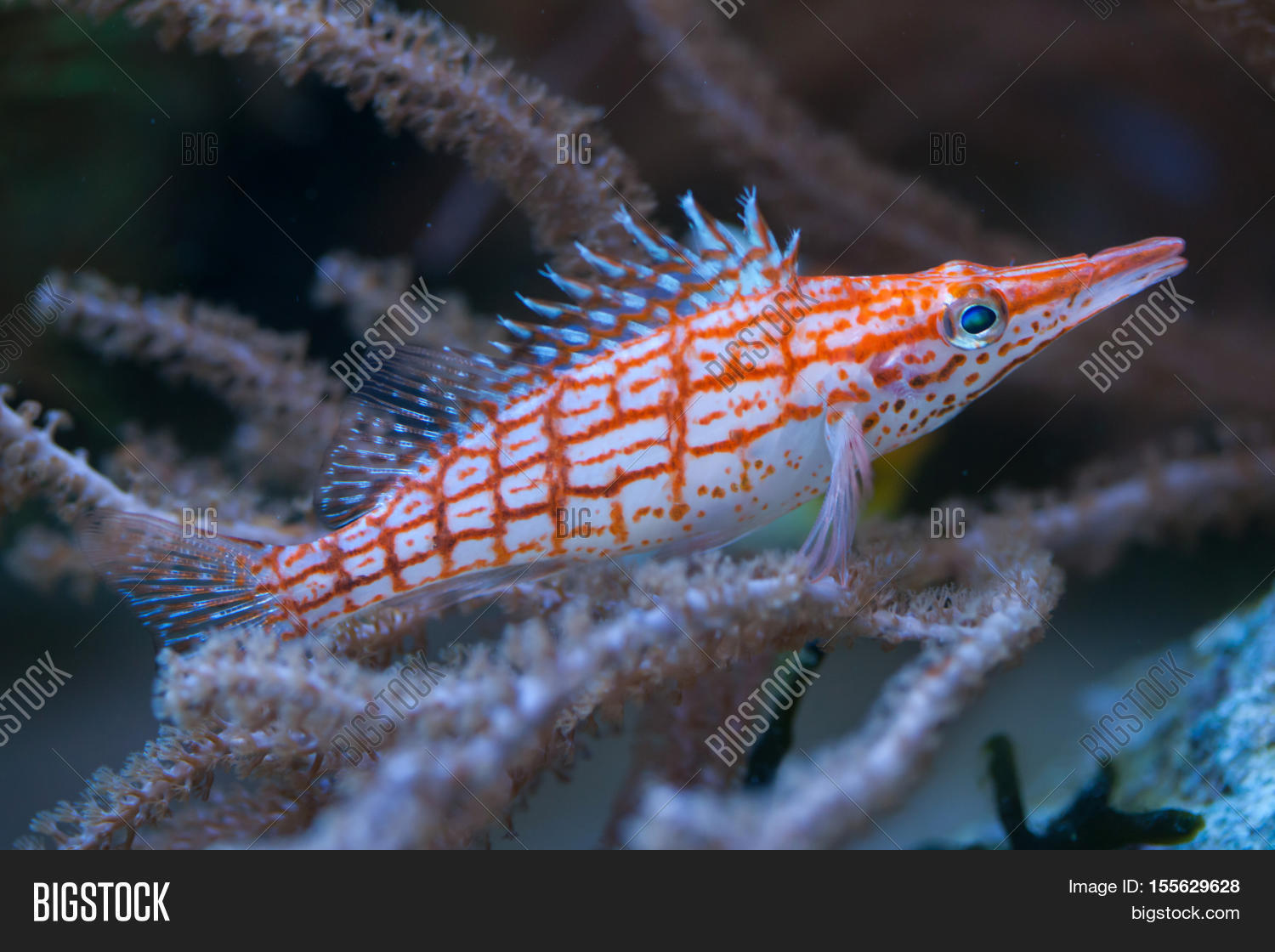 Longnose Hawkfish ( Image & Photo (Free Trial) | Bigstock