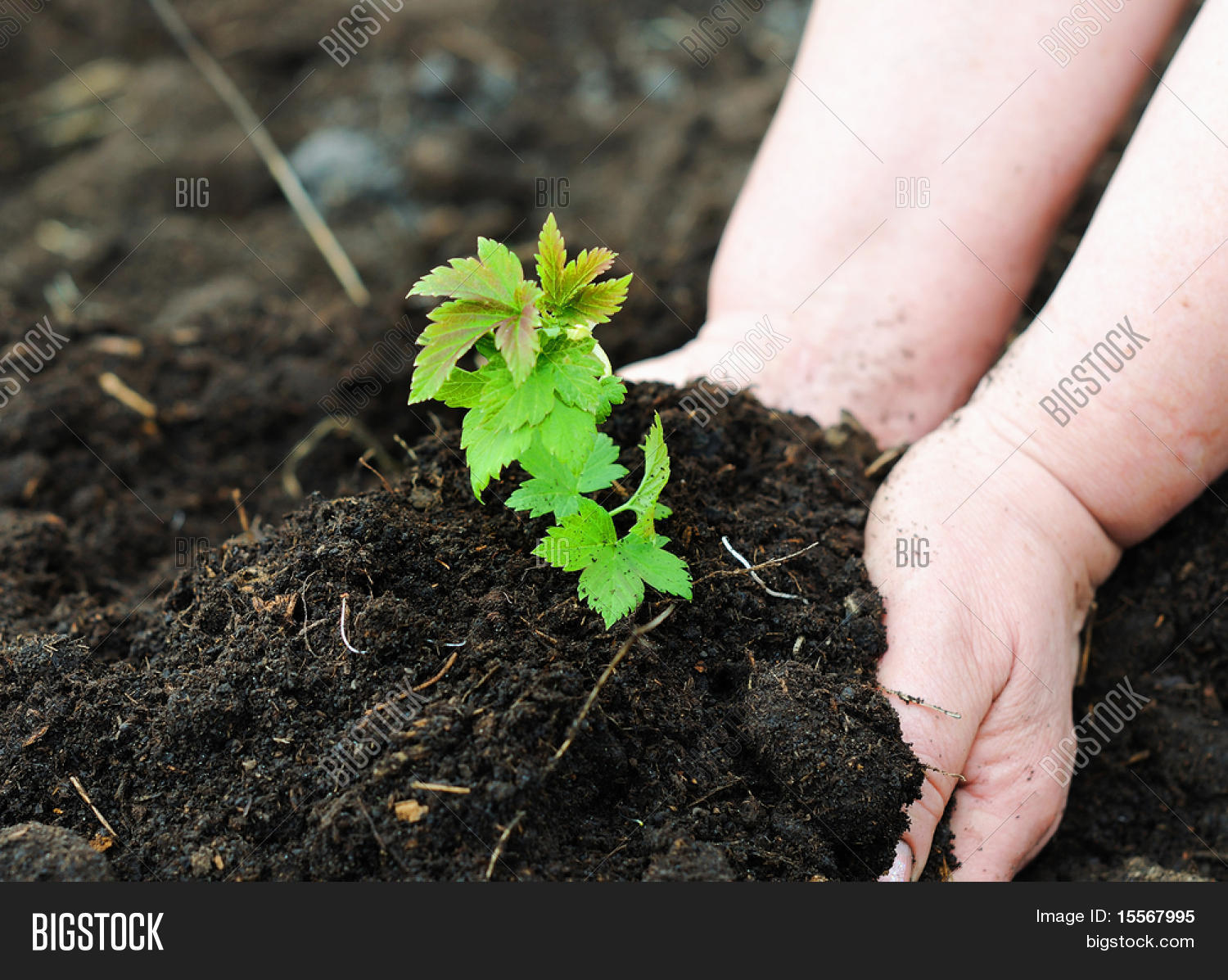 Little Green Sprout - Image & Photo (Free Trial) | Bigstock