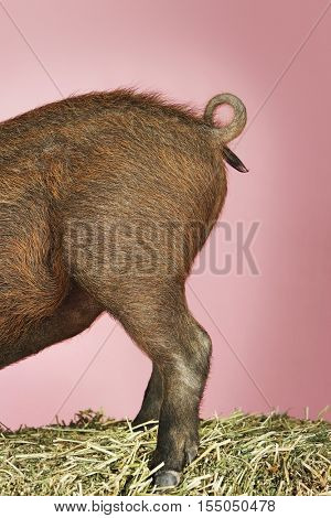 Side View Rear End Pig Image & Photo (Free Trial) | Bigstock