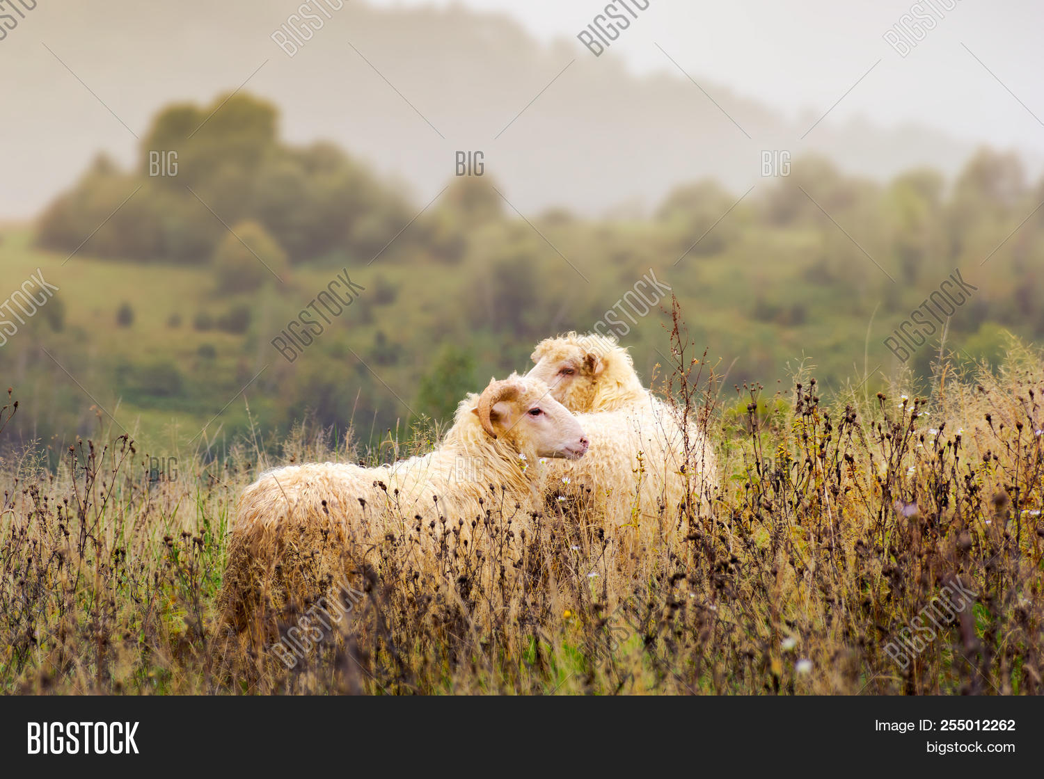 Portrait Ram Sheep. Image & Photo (Free Trial) | Bigstock