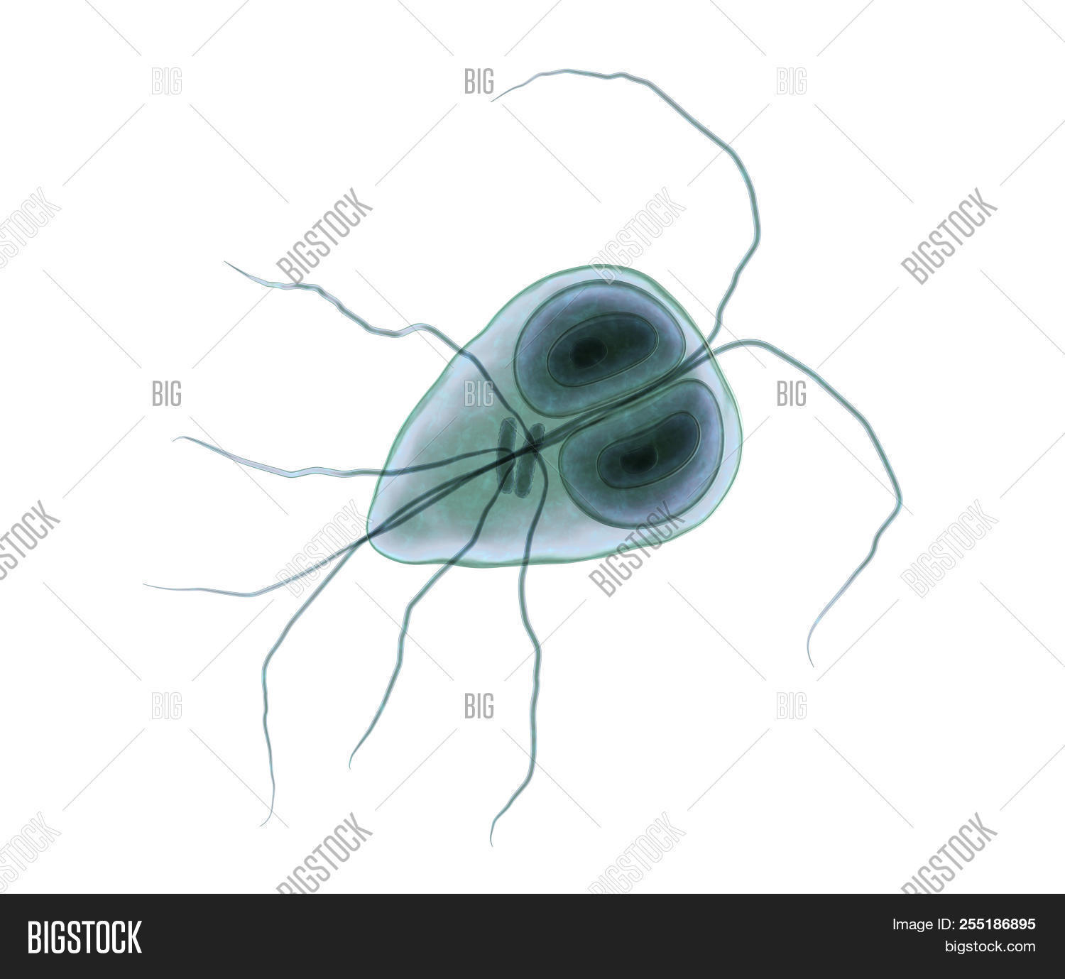 Giardia Intestinalis Image & Photo (Free Trial) | Bigstock