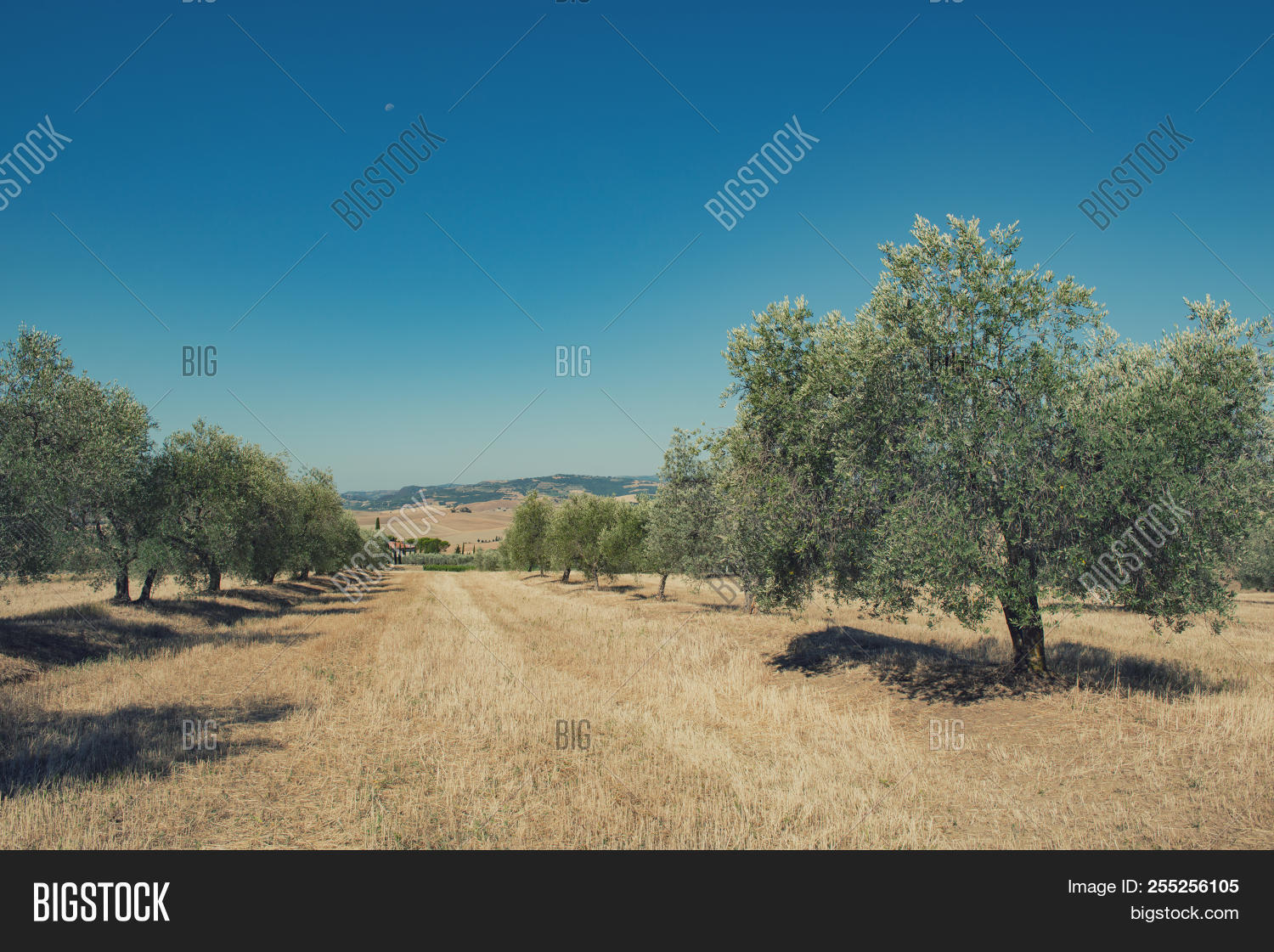 Olive Trees. Olive Image & Photo (Free Trial) | Bigstock