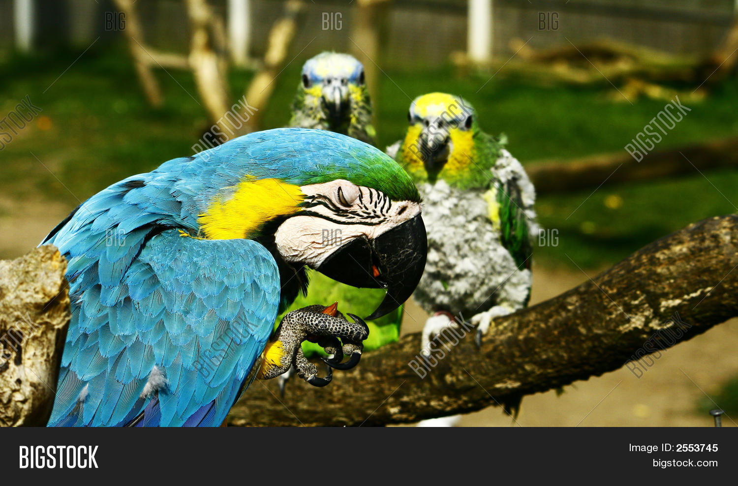 Parrot Nut Image & Photo (Free Trial) | Bigstock