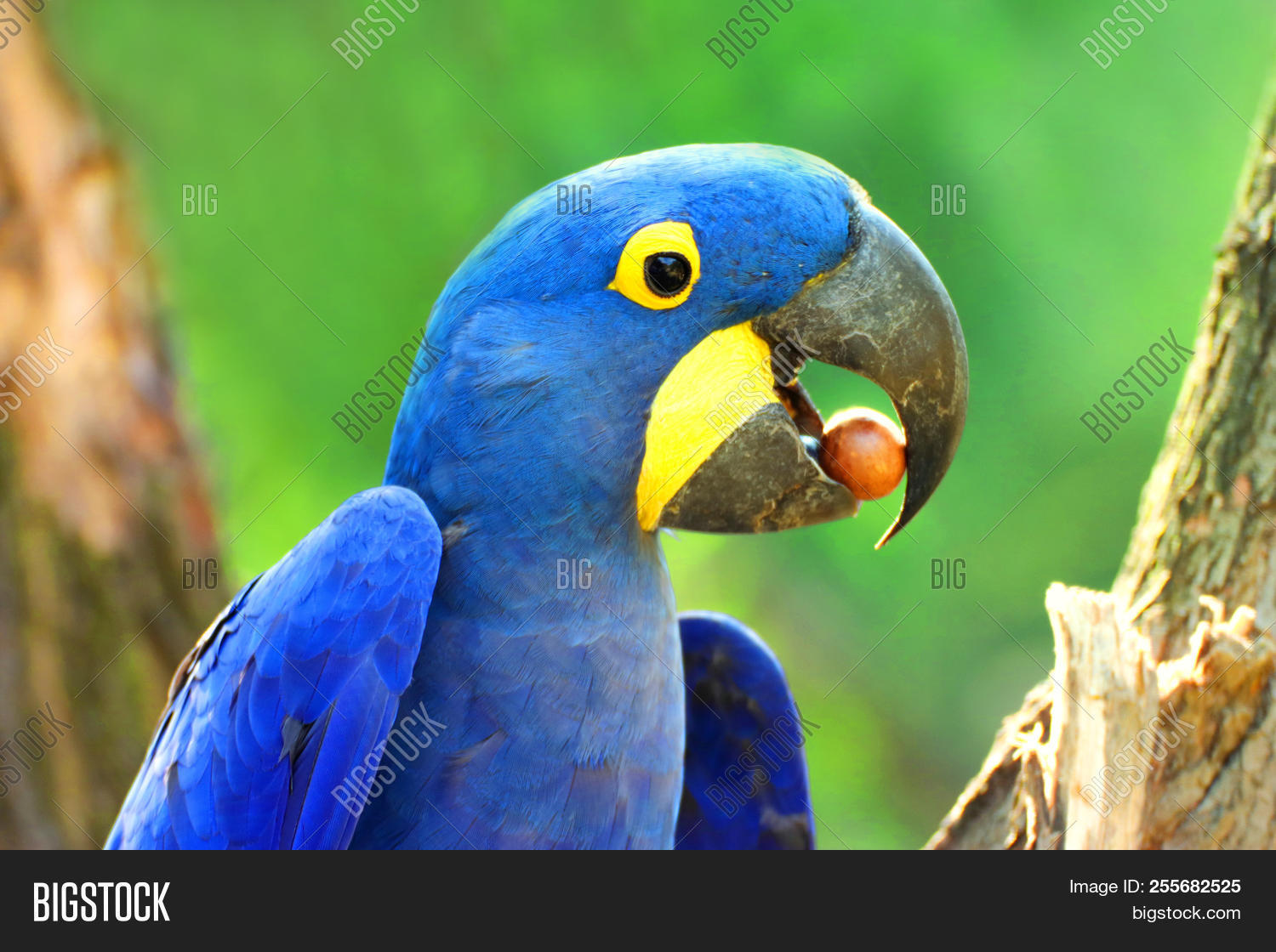 Big Blue Parrot Ara Image & Photo (Free Trial) | Bigstock