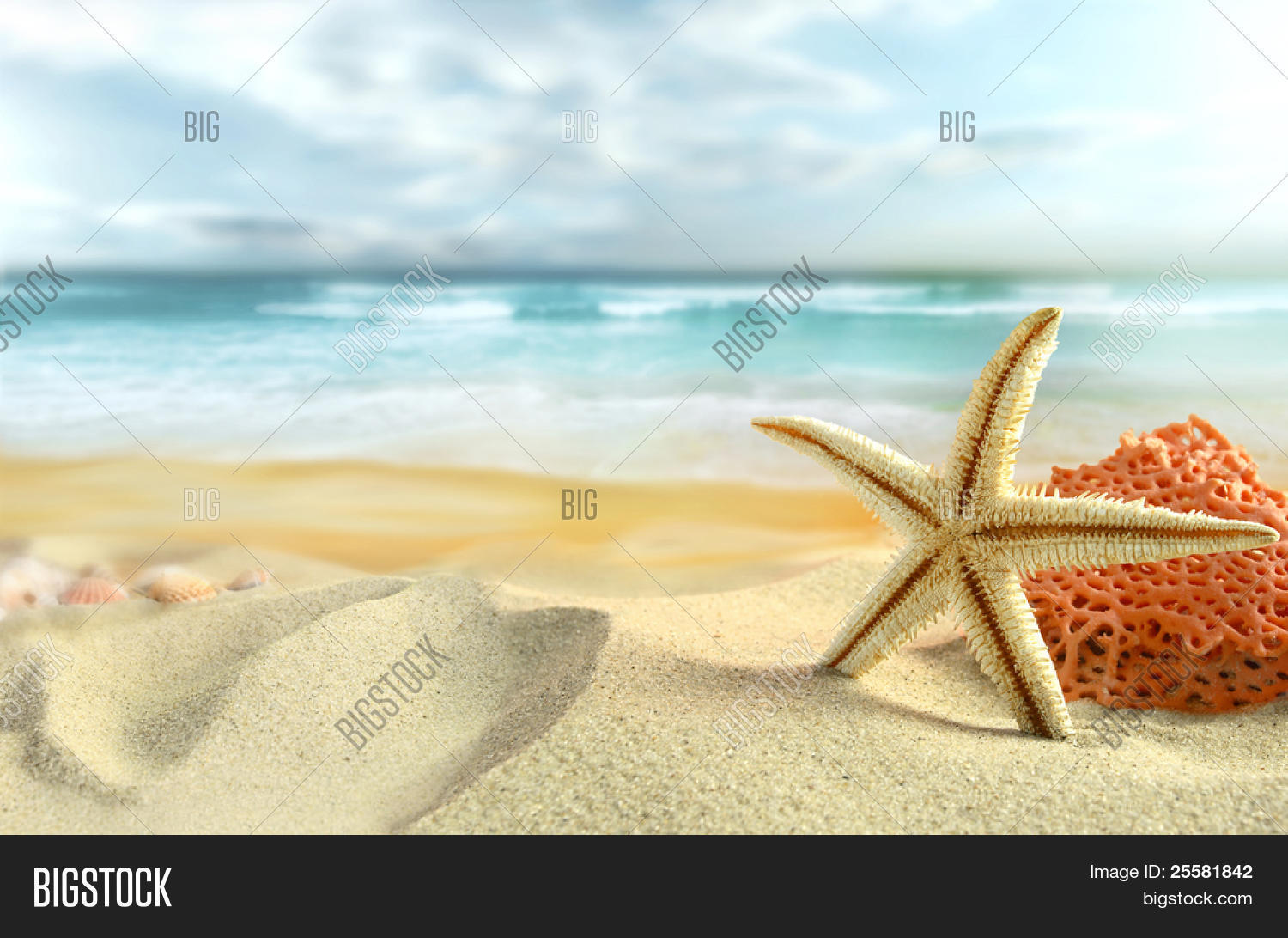 Starfish On Beach Image & Photo (Free Trial) | Bigstock