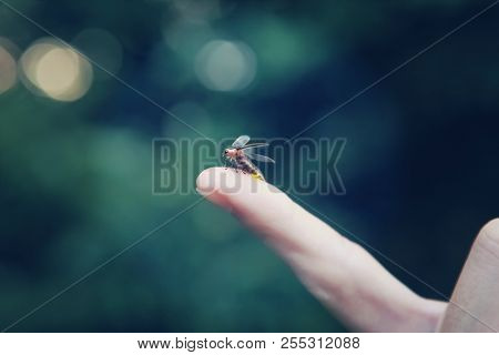 Firefly On Child's Image & Photo (Free Trial) | Bigstock