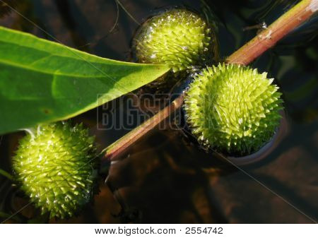 Prickly Balls Image & Photo (Free Trial) | Bigstock