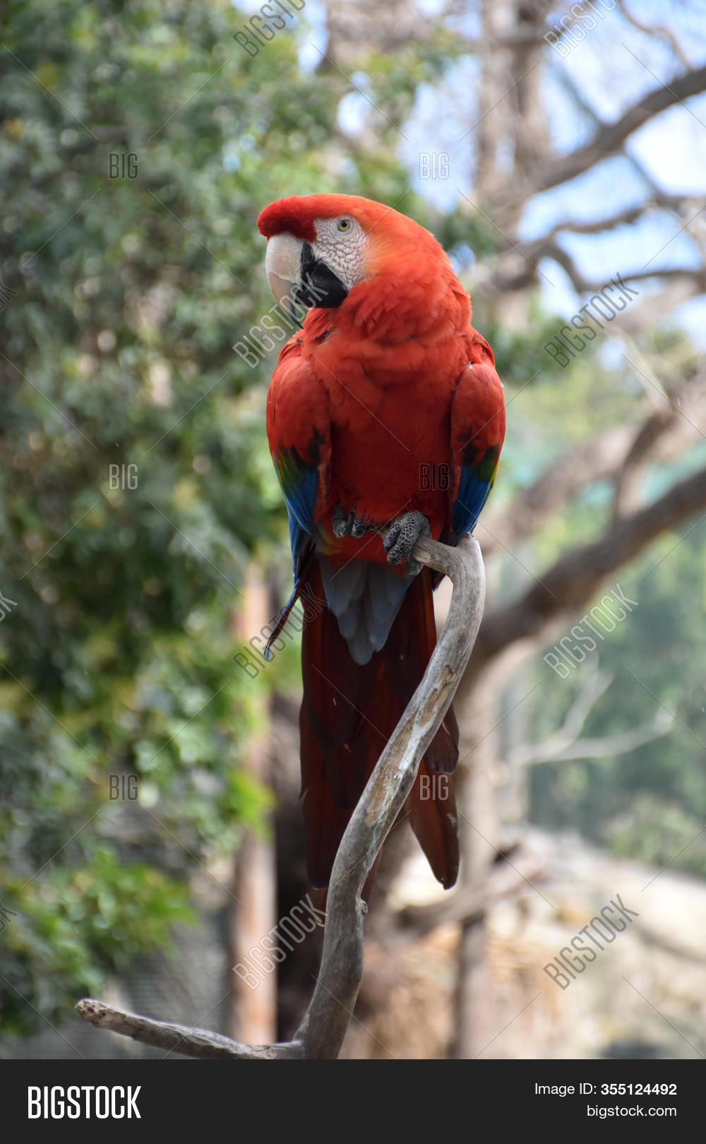 Sharp Hooked Beak On Image & Photo (Free Trial) | Bigstock