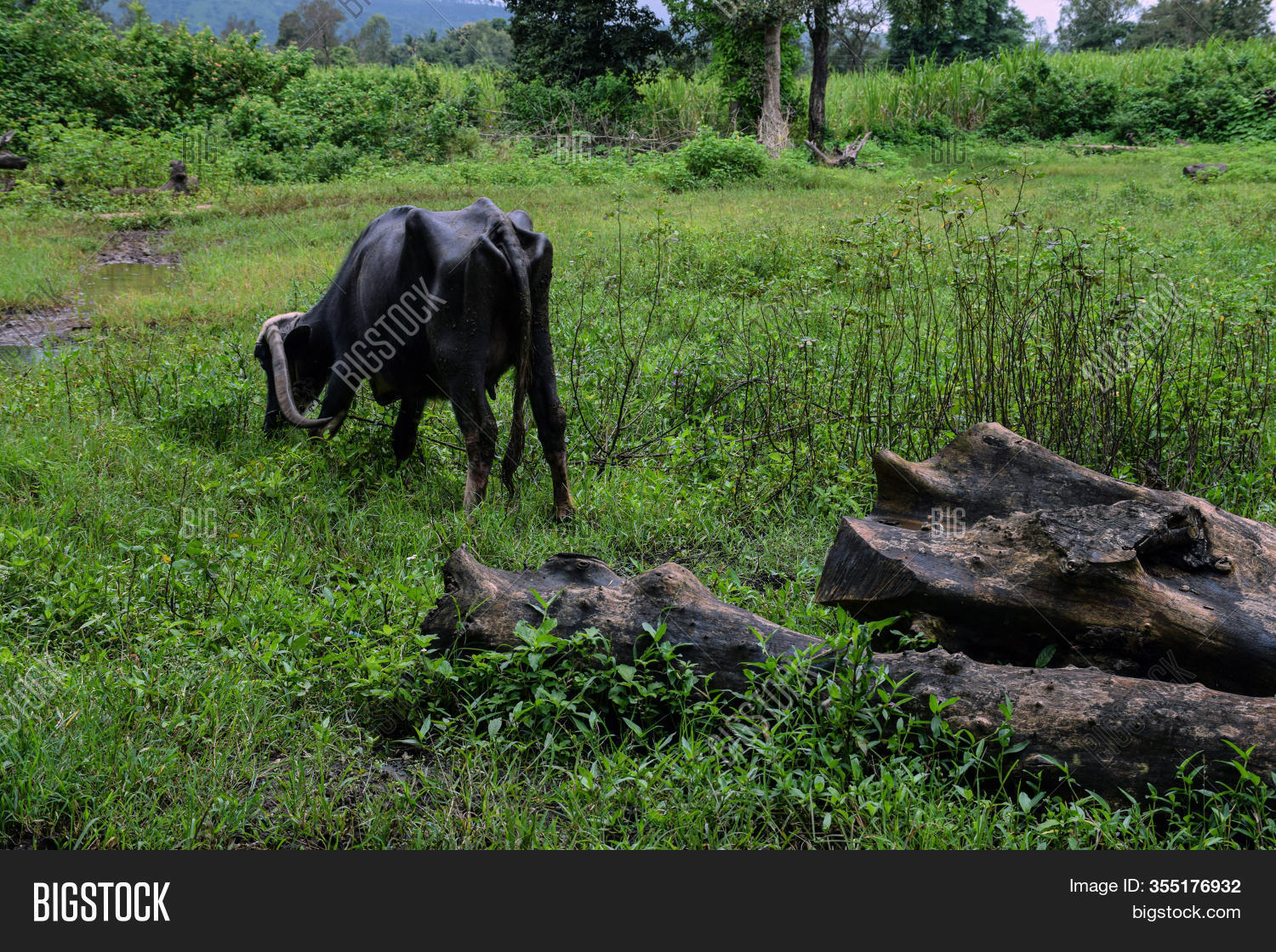 Back View Indian Image & Photo (Free Trial) | Bigstock