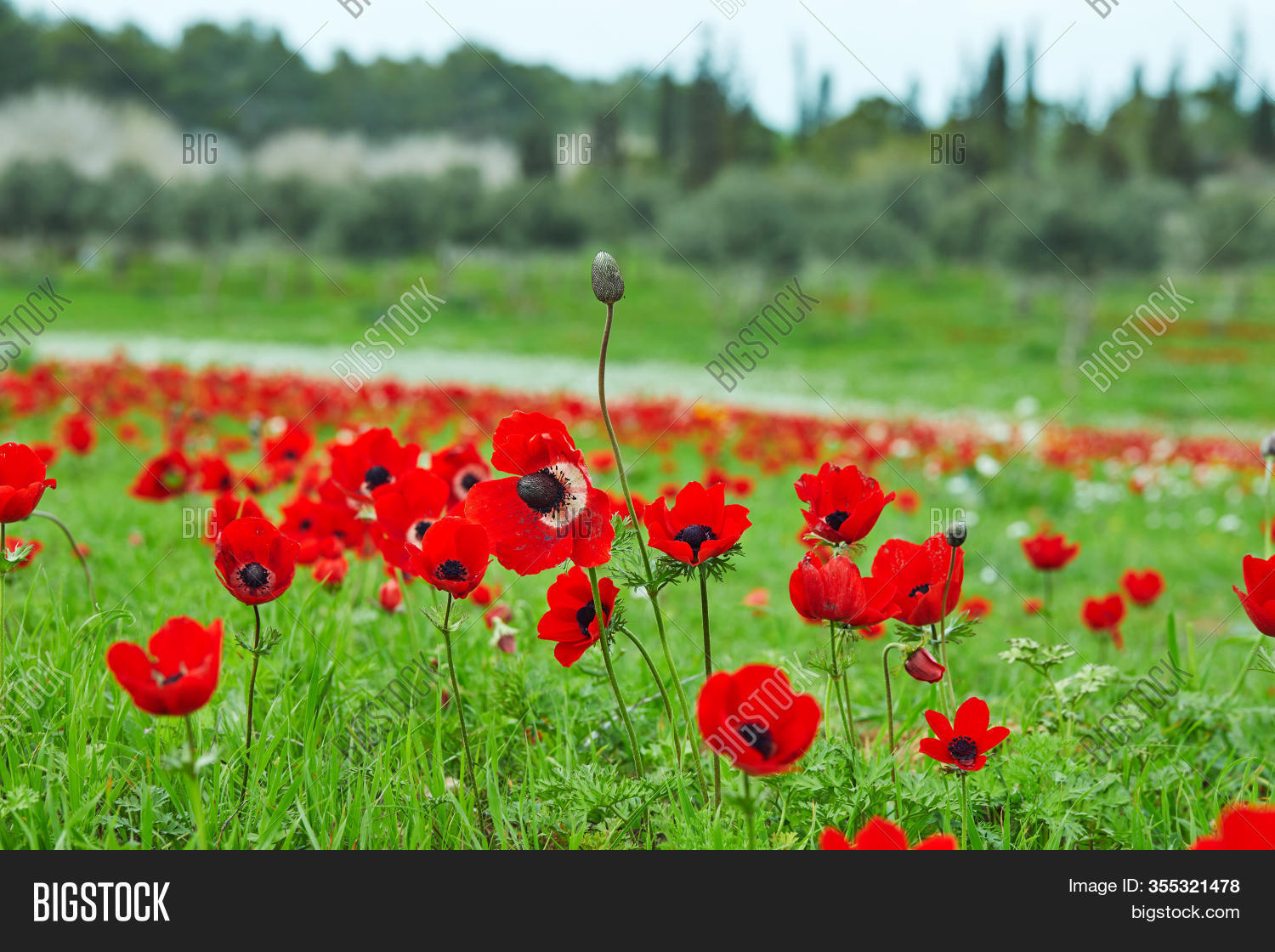 Spring Flowering Red Image & Photo (Free Trial) | Bigstock