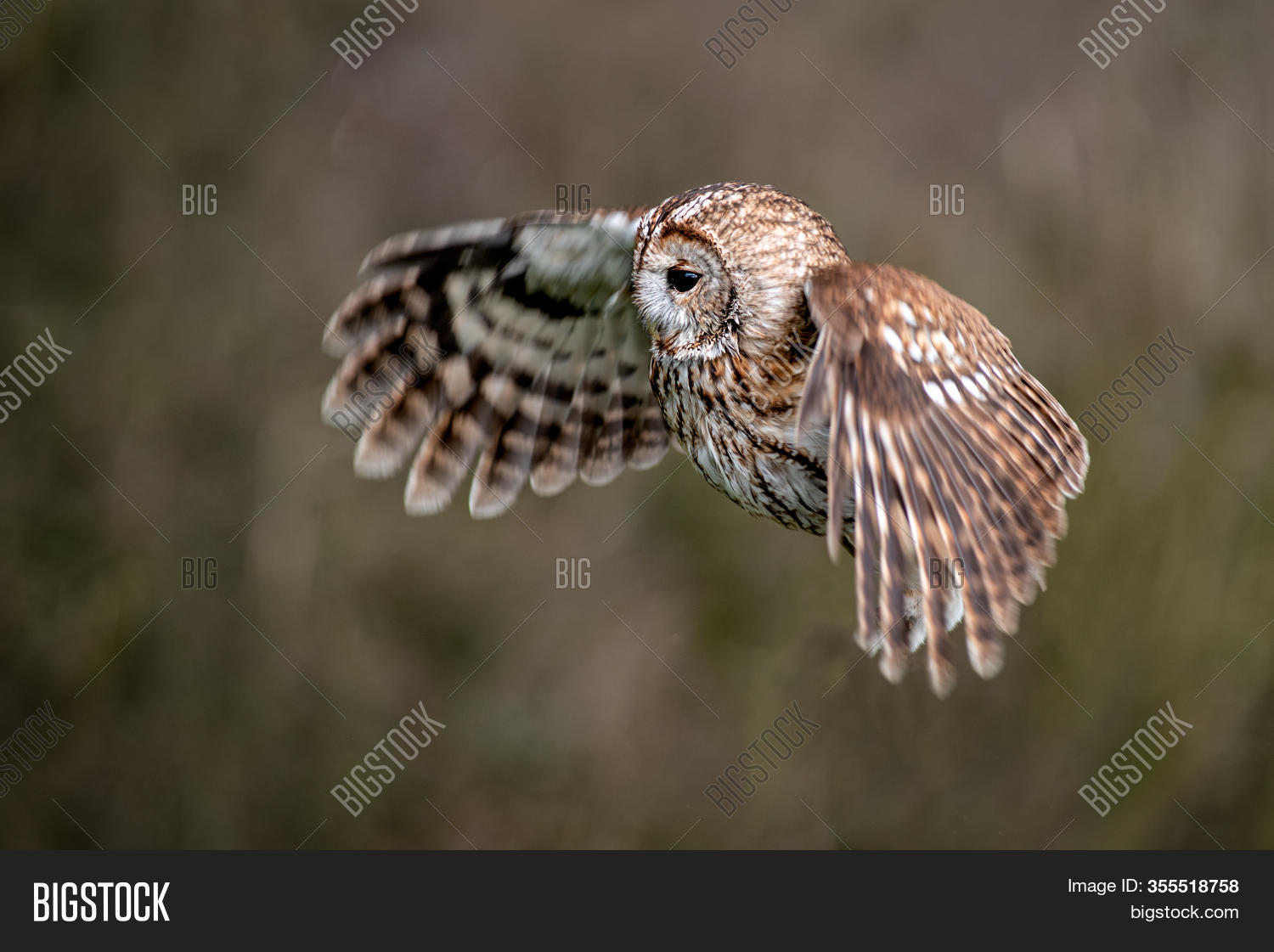 Owl Wings Spread