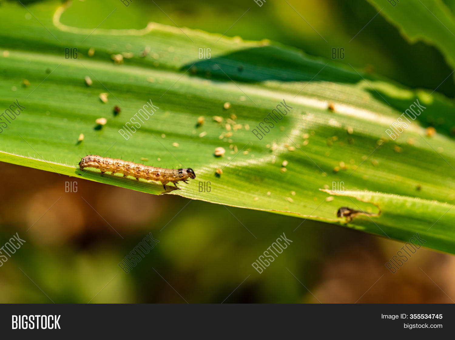 What Causes Maize Image & Photo (Free Trial) | Bigstock
