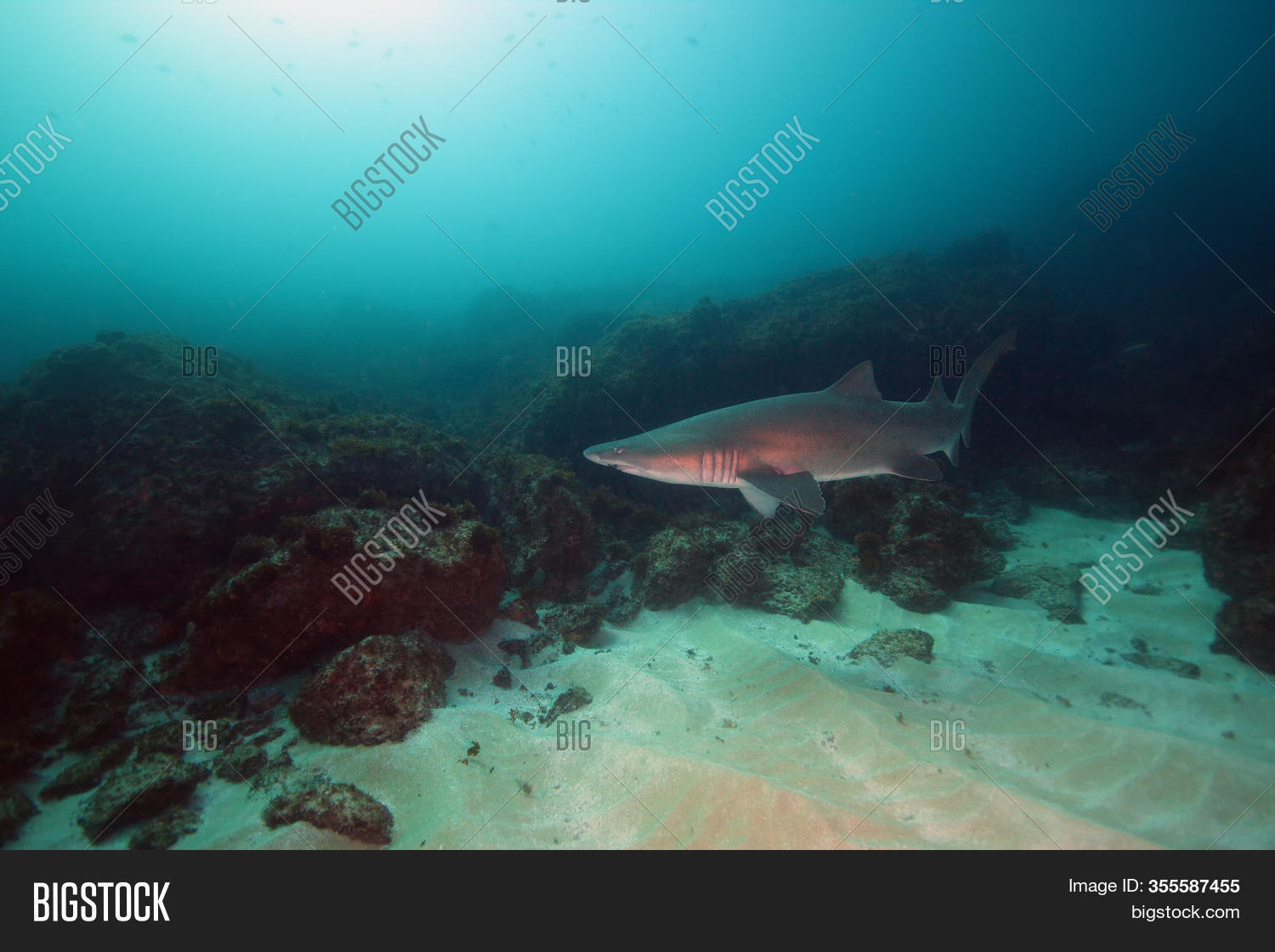 Sand Tiger Shark ( Image & Photo (Free Trial) | Bigstock