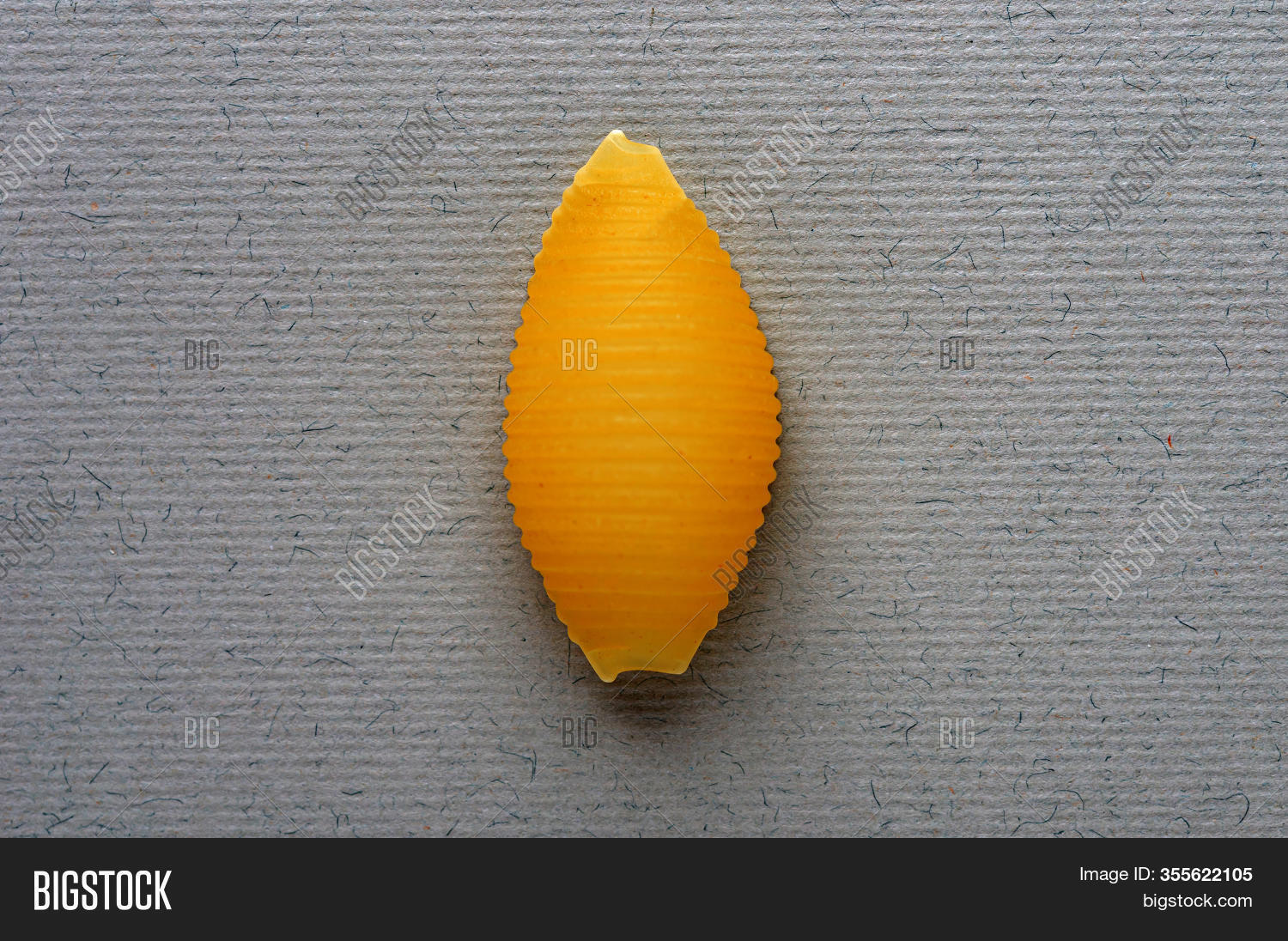 Single Shell Pasta ( Image & Photo (Free Trial) | Bigstock