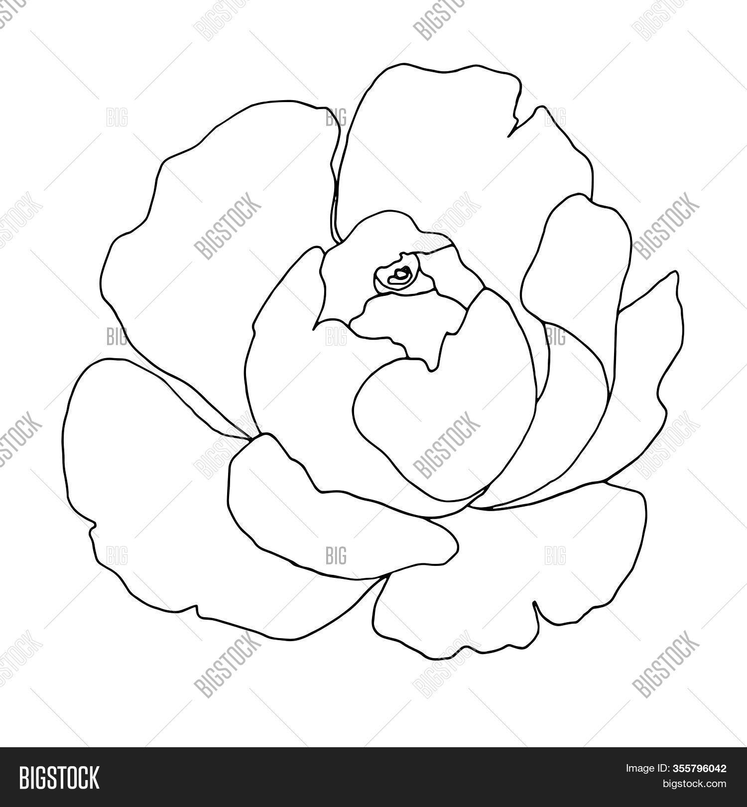 Peony Outline