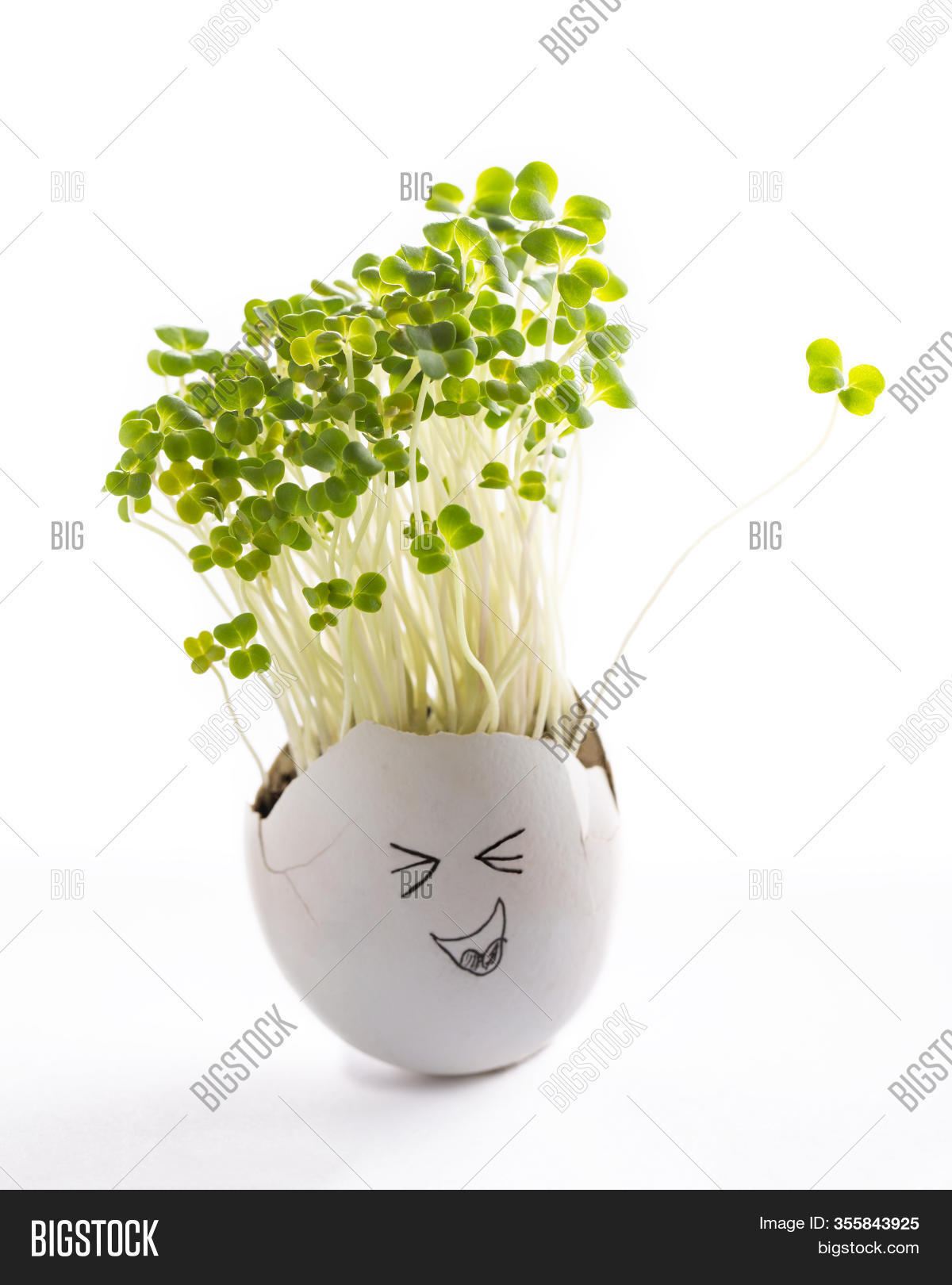 Rutabaga Sprouts Egg Image & Photo (Free Trial) | Bigstock