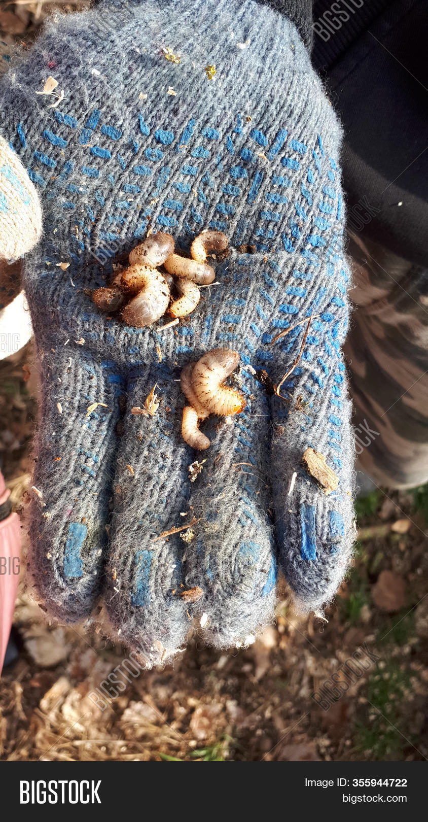 Dug Larvae May Beetle Image & Photo (Free Trial) | Bigstock