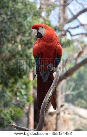 Sharp Hooked Beak On Image & Photo (Free Trial) | Bigstock