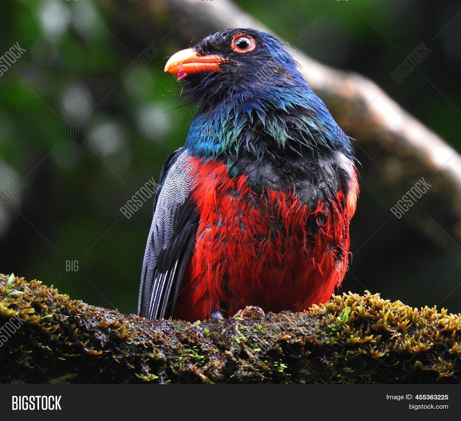 Trogons Quetzals Birds Image & Photo (Free Trial) | Bigstock