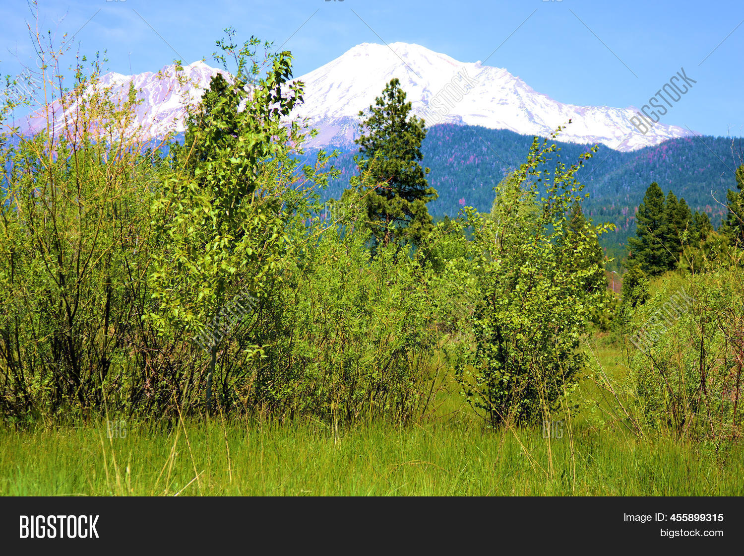Deciduous Pine Trees Image & Photo (Free Trial) | Bigstock