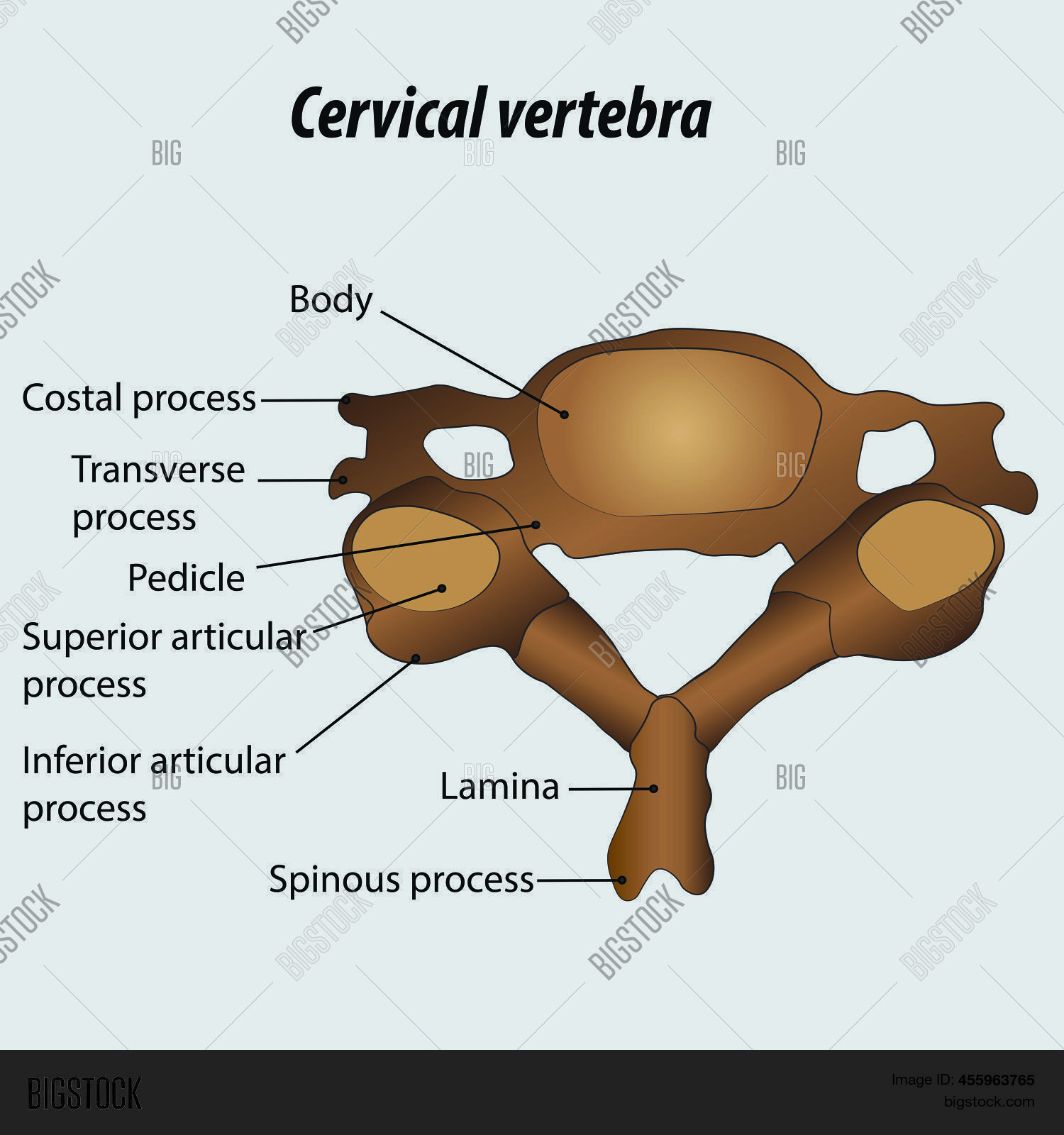 Cervical Vertebrae Vector & Photo (Free Trial) | Bigstock
