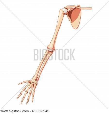 Upper Limb Arm Vector & Photo (Free Trial) | Bigstock