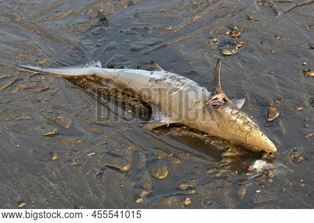 Corpse Dead Baby Shark Image & Photo (Free Trial) | Bigstock