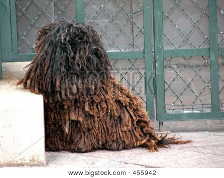 Poole Dog Image & Photo (Free Trial) | Bigstock