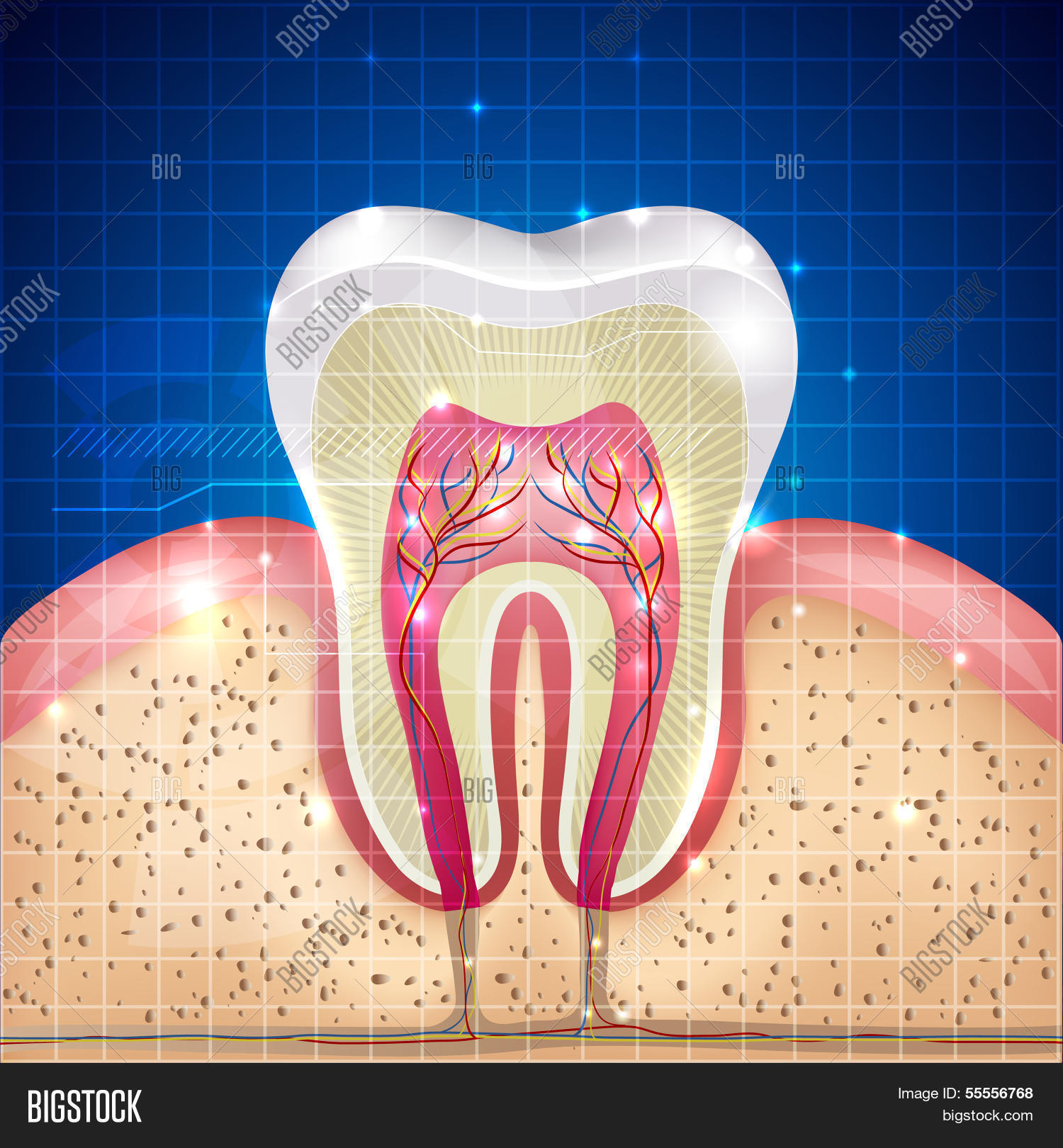 Abstract Tooth Gums Vector & Photo (Free Trial) | Bigstock