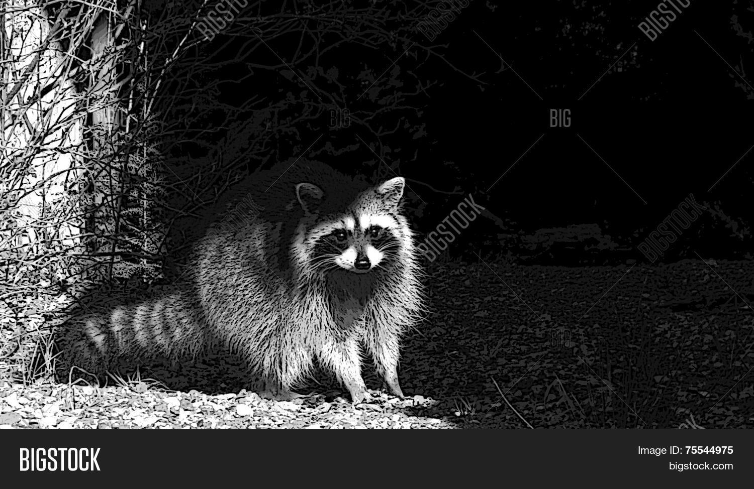 Raccoon Black And White